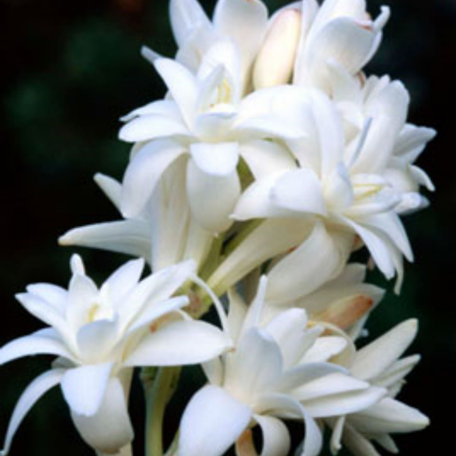 Garden Decoration,Tuberose, (Tuberose )planting,Suitable for cut flower ...