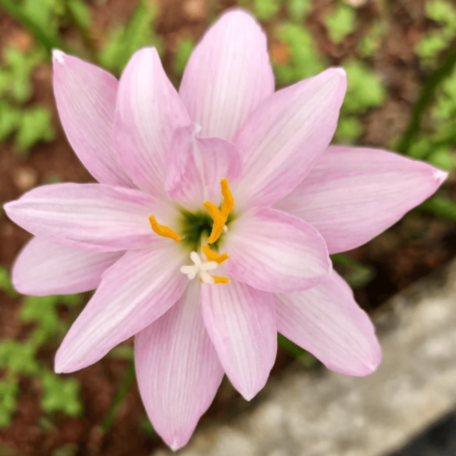 Garden Decoration(Zephyranthes for planting)Garden plants Perennial ...