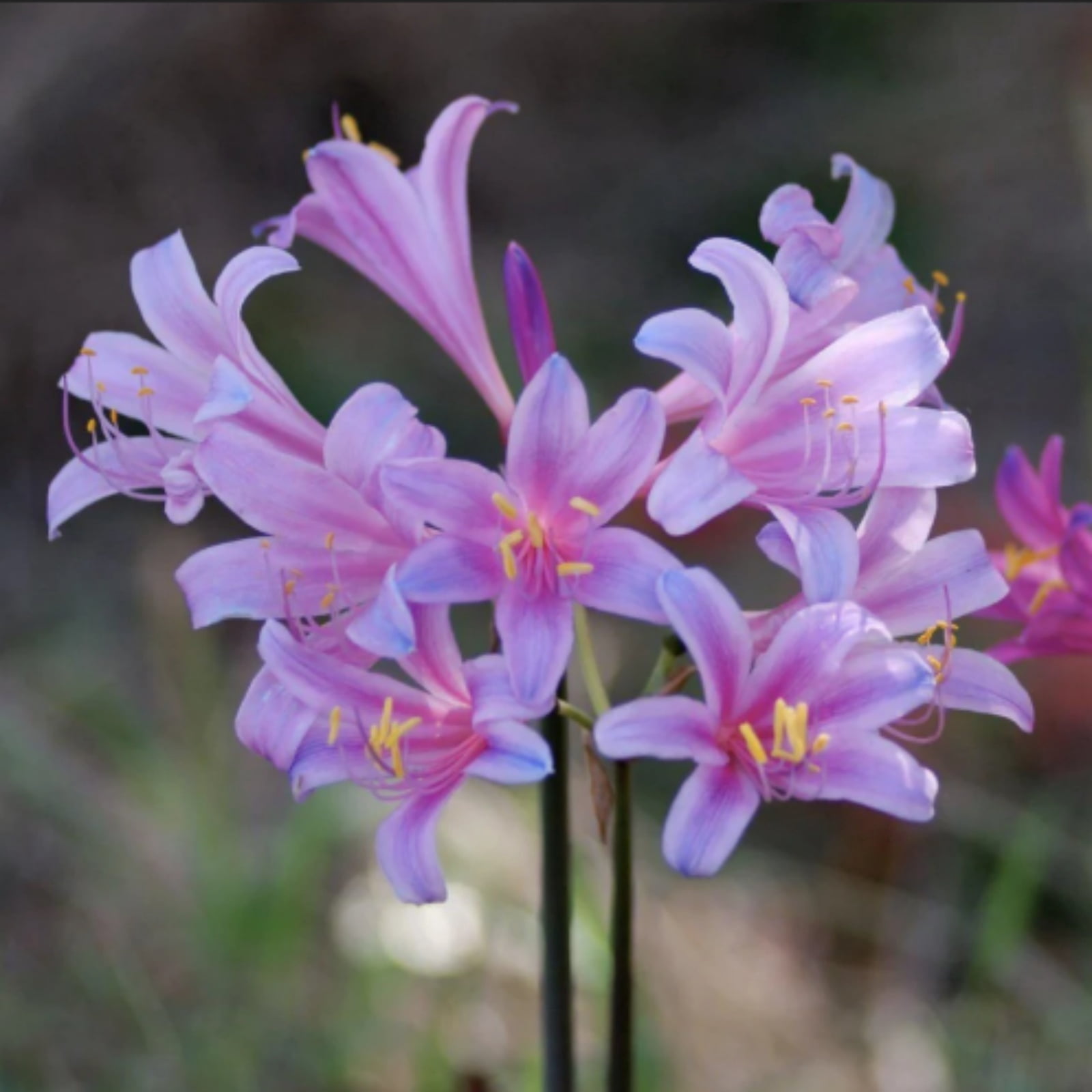 Garden Decoration, lycoris, (lycoris)planting,Suitable for cut flower ...