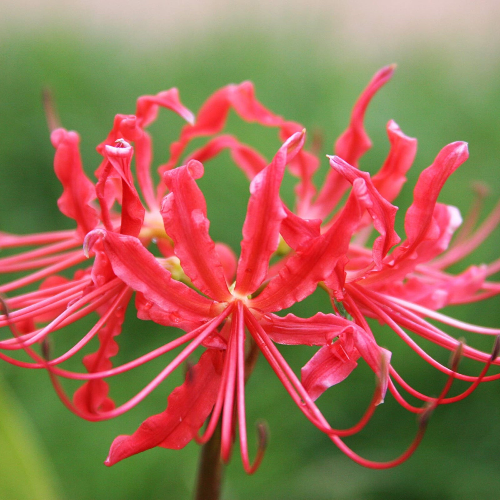 Garden Decoration, lycoris, (lycoris)planting,Suitable for cut flower ...