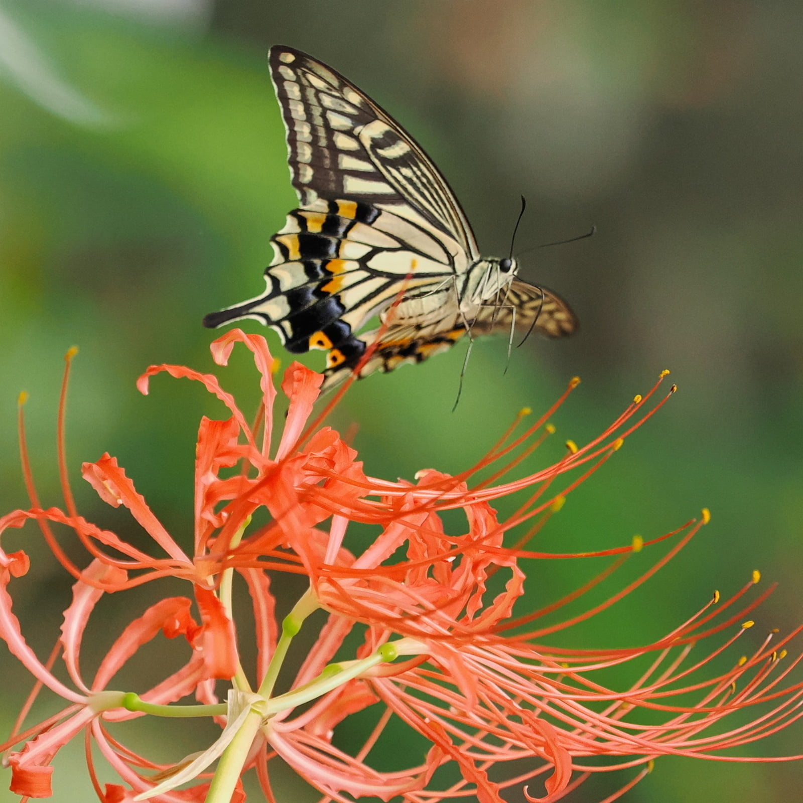 Garden Decoration, lycoris, (lycoris)planting,Suitable for cut flower ...