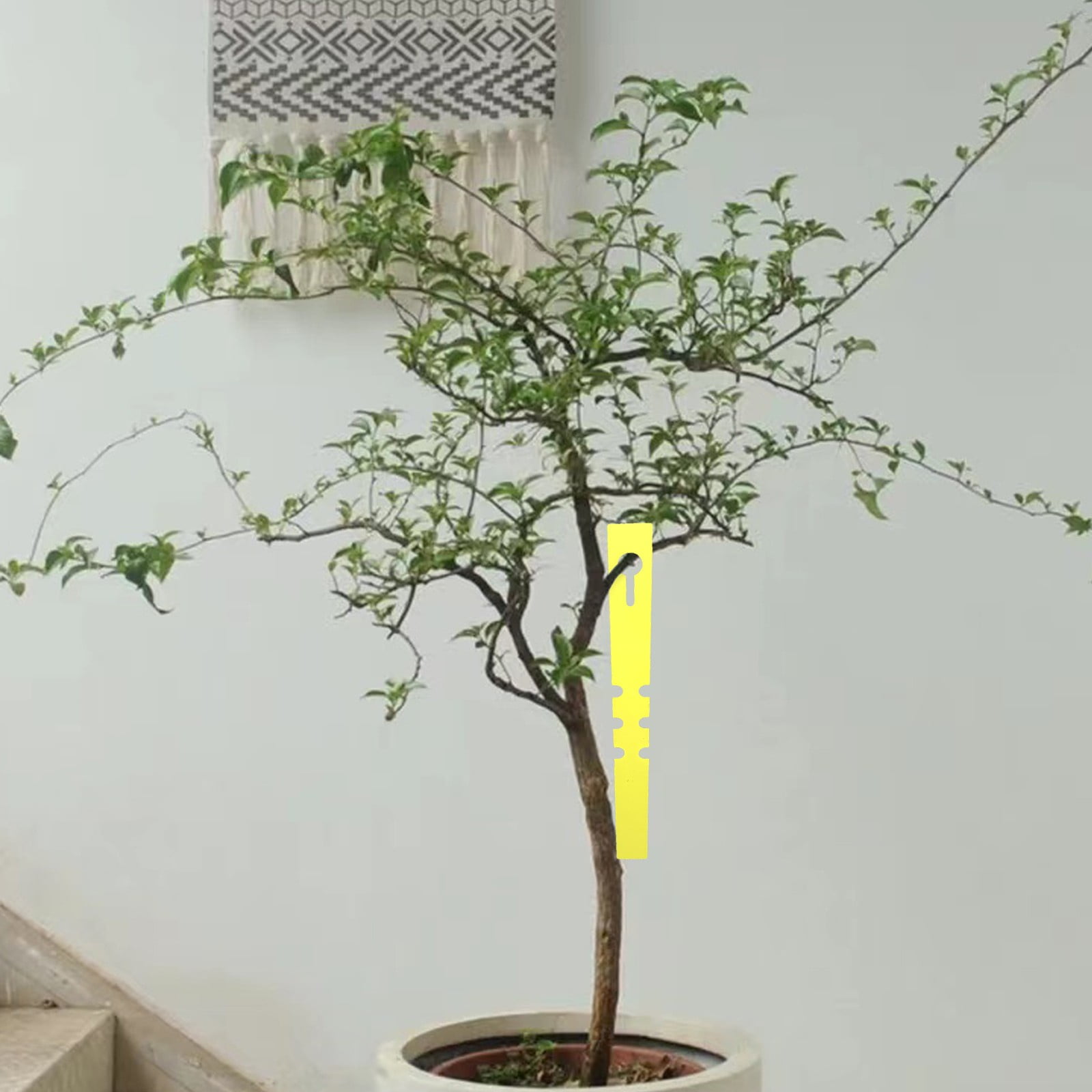 Garden Drop for Feral Cats Spray Proof Large Indoor House Dog Proof Real Indoor Small Universal ...