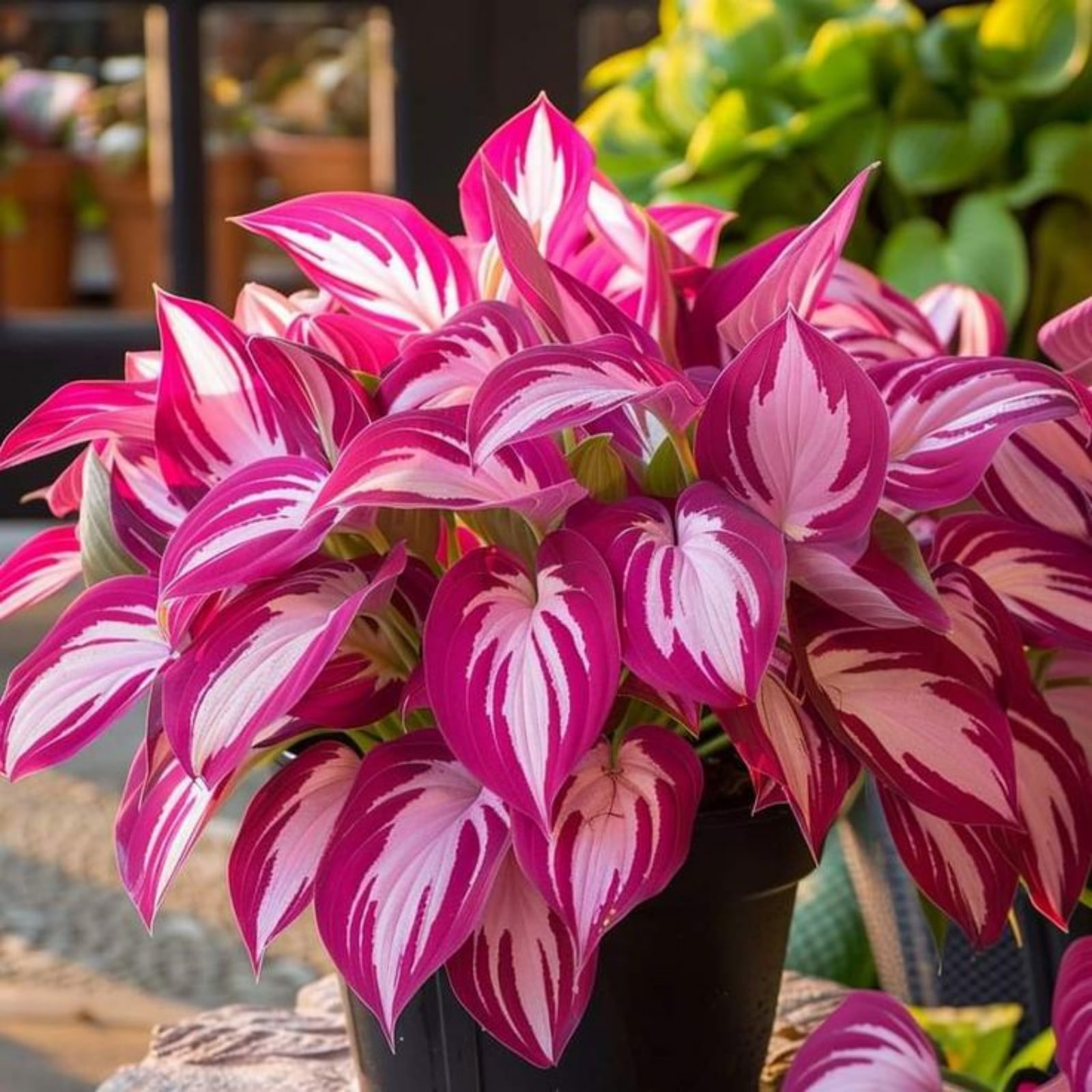 Garden Elegance Decoration - Hosta - Perfect for Borders - Striking ...