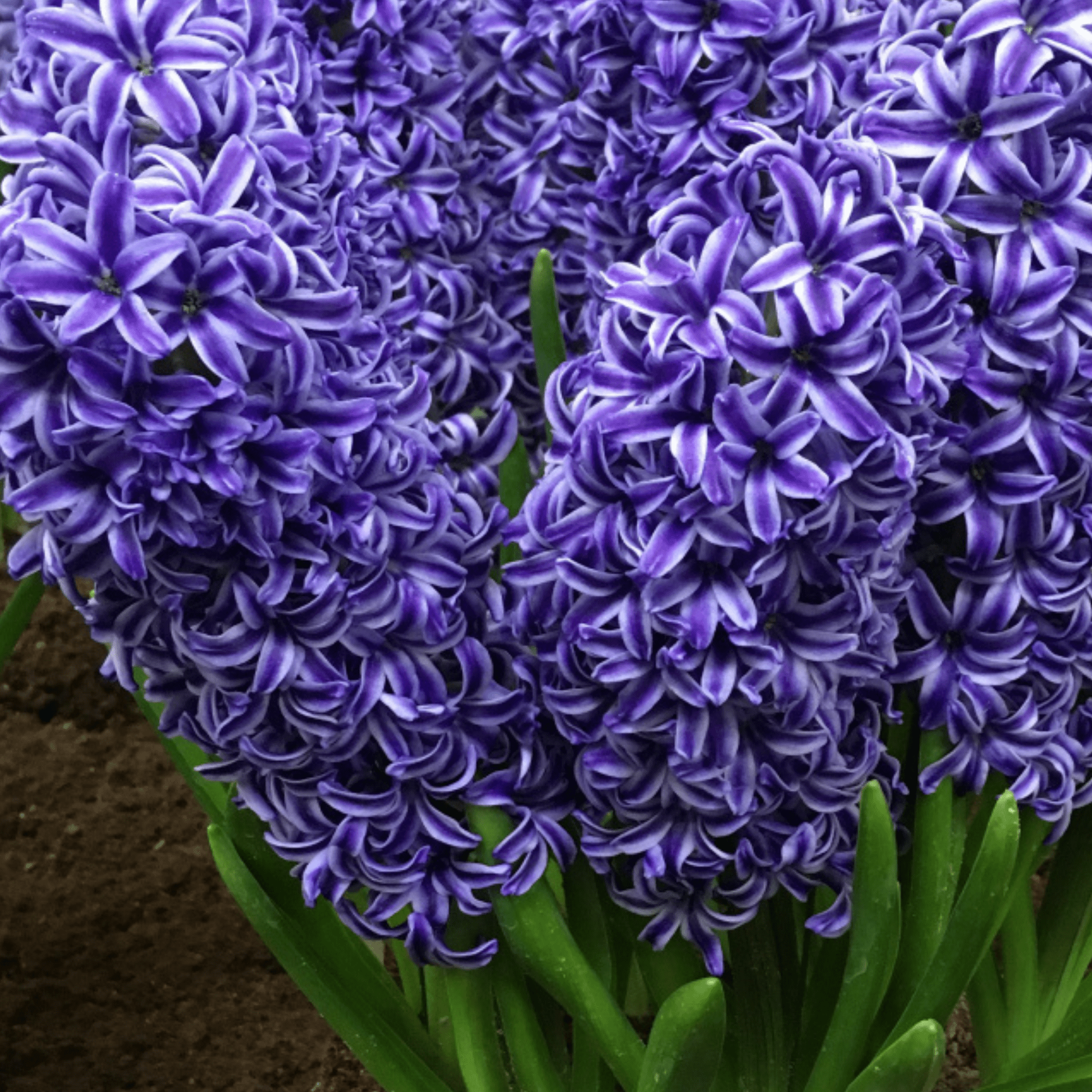 Garden Elements Live Flower Bulbs, Blue Jacket Hyacinth (10 Pack ...
