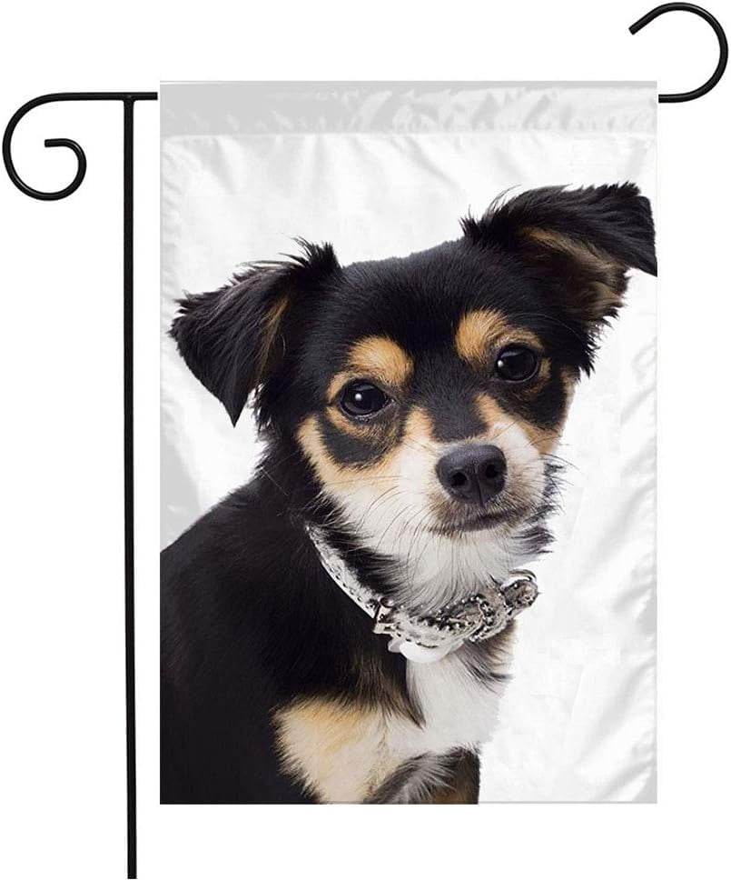 Garden Flag Welcome Flag Looking Tiny Dog Posing Camera On Black ...