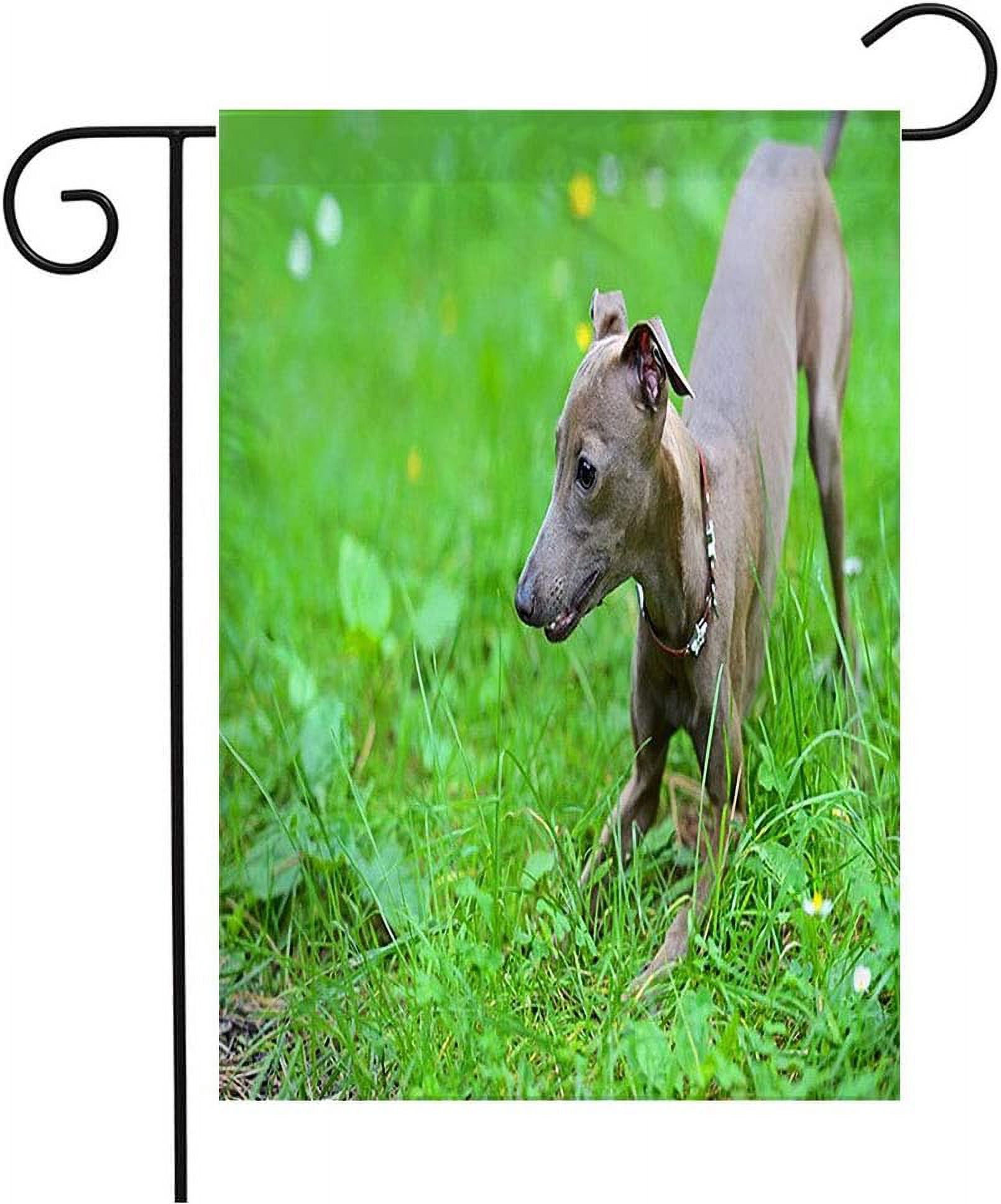 Garden Flag Welcome Flag Themes Small Italian Greyhound City Park ...