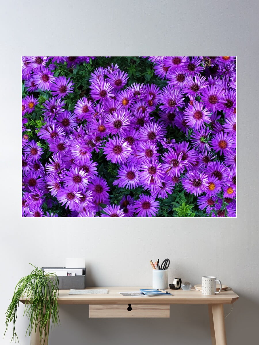 Garden Flowers 02 - Aster Poster Wall Art, Modern Wall Decor For Living Room Bedroom, 8x12 ...