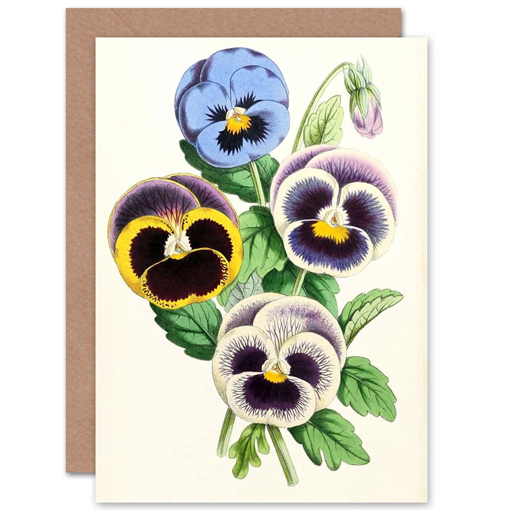 Garden Flowers Andrews Pansies Fancy Greetings Card Plus Envelope Blank ...