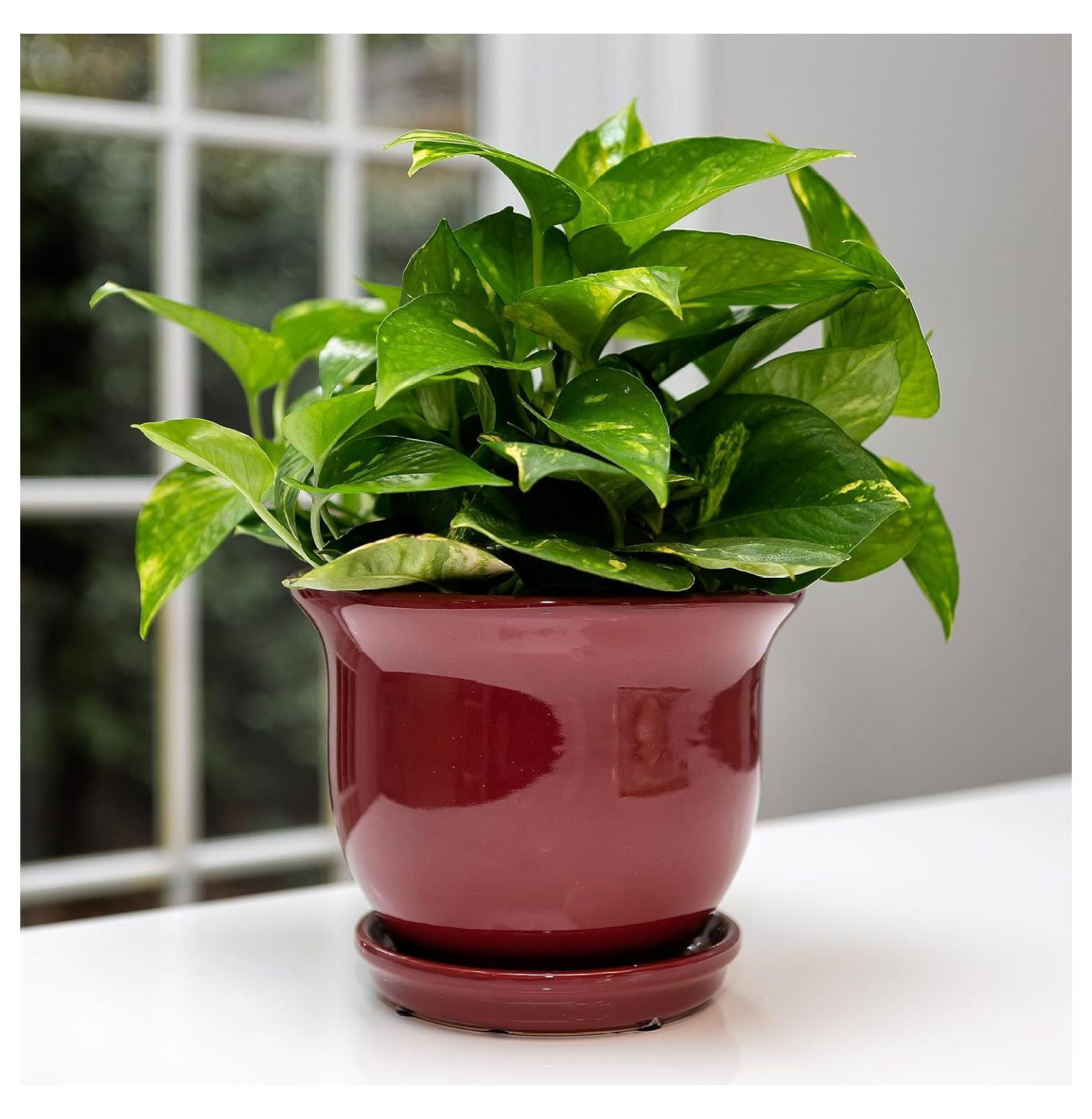 Garden & Home Red 8 Inch Indoor Ceramic Plant Pot with an Attached ...
