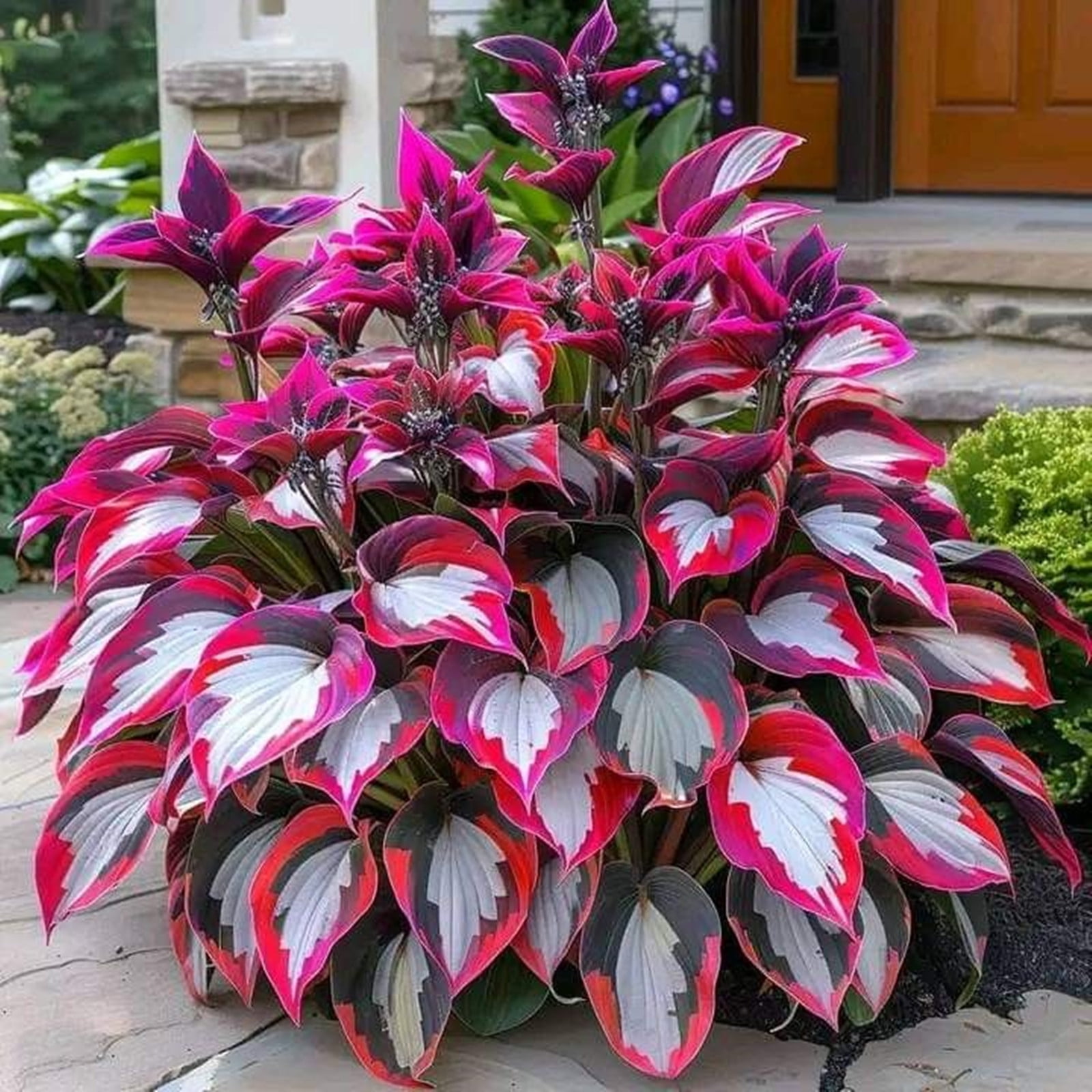 Garden Hostas Plants on sale Bulk Gift (Hostas for Planting ) Fall or ...