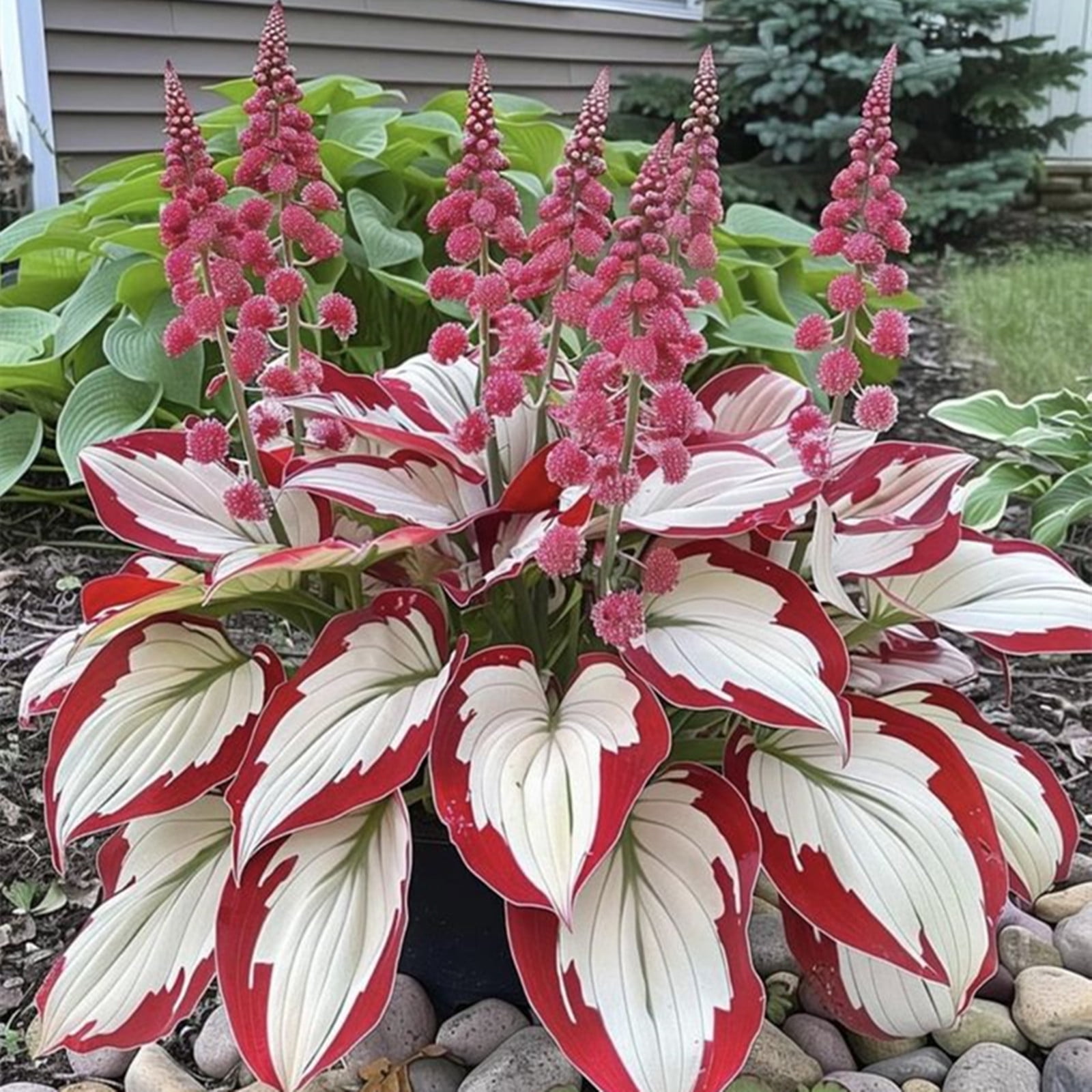 Garden Hostas Plants on sale Bulk Gift (Hostas for Planting ) Fall or ...