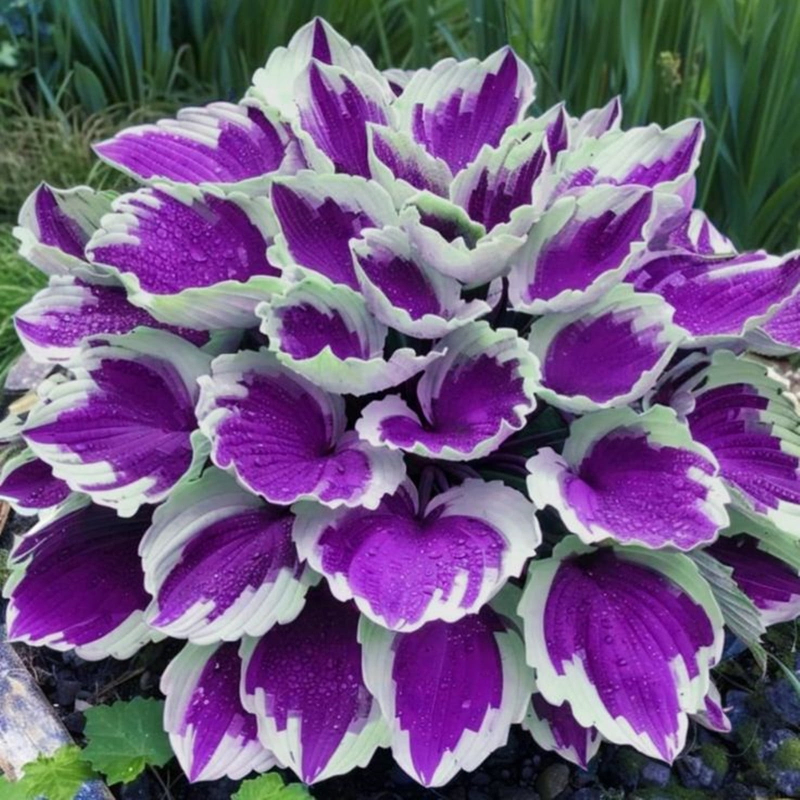 Garden Hostas Plants on sale Bulk Gift (Hostas for Planting ) Fall or ...