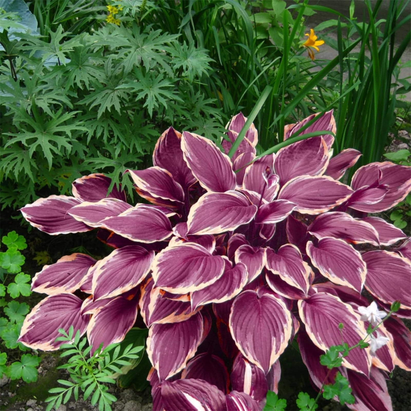 Garden Hostas Plants on sale Bulk Gift Pots to Grow(Hostas for Planting ...