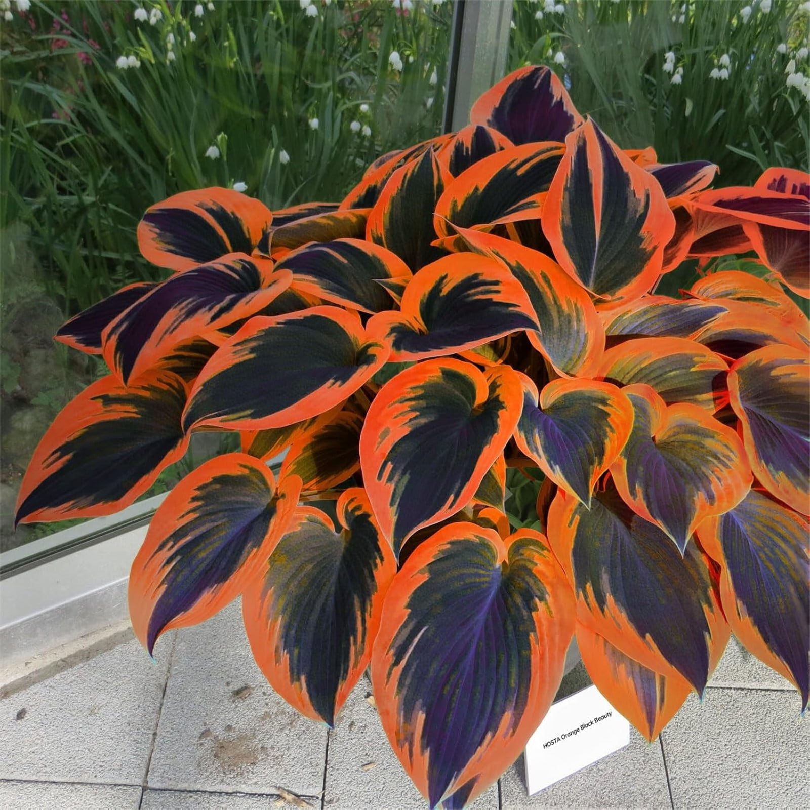 Garden Hostas Plants on sale Gift (Hostas for Planting ) Fall or Spring ...