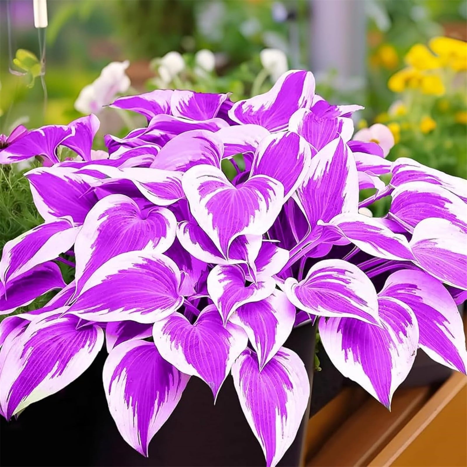 Garden Hostas Plants on sale Gift (Hostas for Planting ) Fall or Spring ...