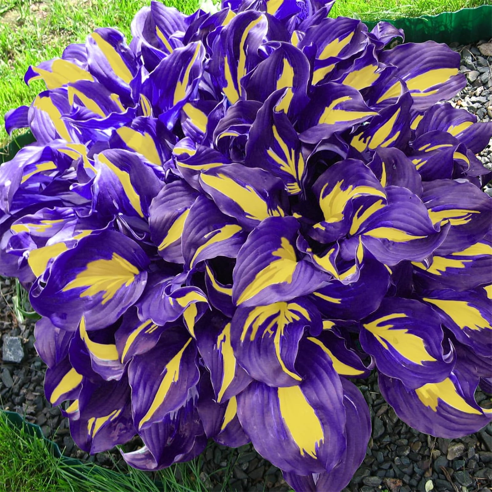 Garden Hostas Plants on sale Gift (Hostas for Planting ) Fall or Spring ...