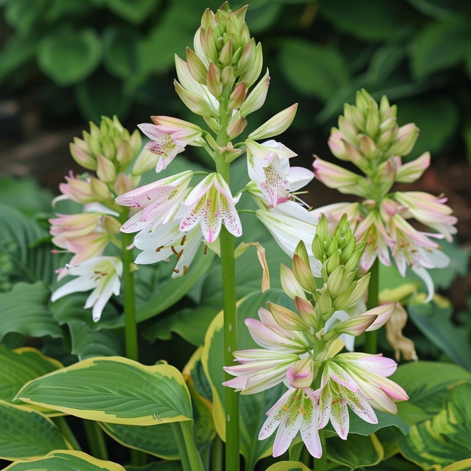 Garden Hostas Plants on sale Gift (Hostas for Planting ) Fall or Spring ...