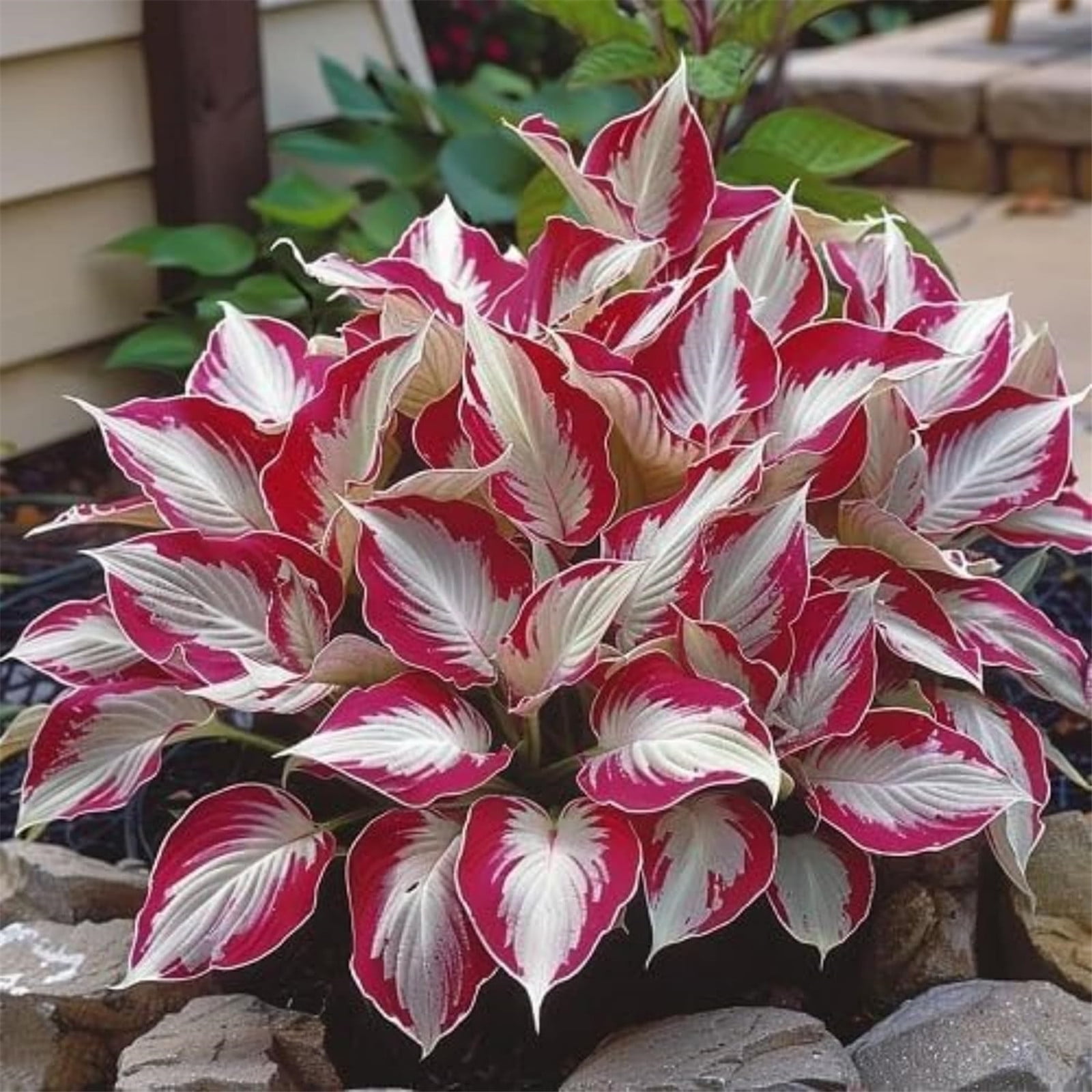 Garden Hostas Plants on sale Gift (Hostas for Planting ) Fall or Spring ...