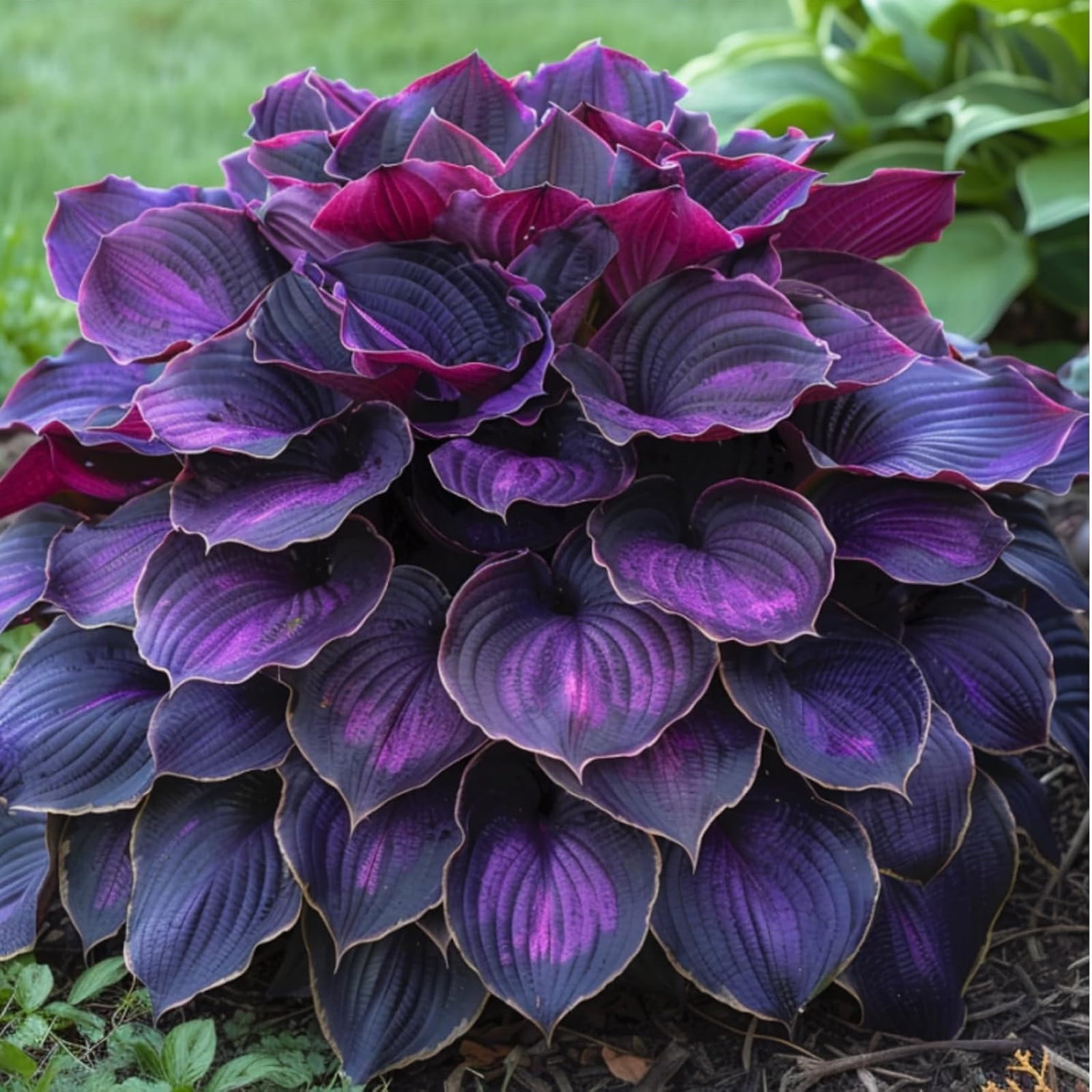 Garden Hostas Plants on sale Gift (Hostas for Planting ) Fall or Spring ...