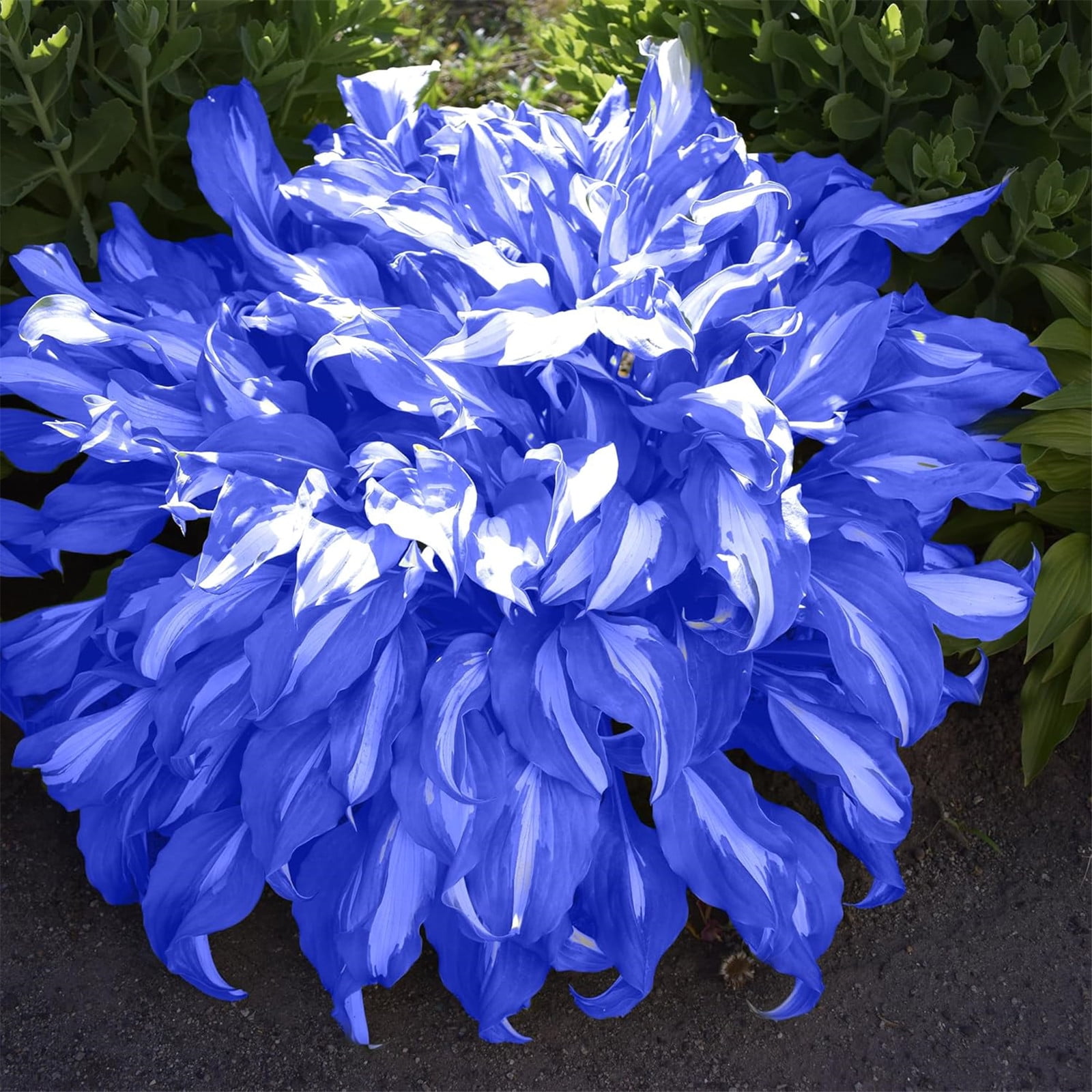 Garden Hostas Plants on sale Gift (Hostas for Planting ) Fall or Spring ...