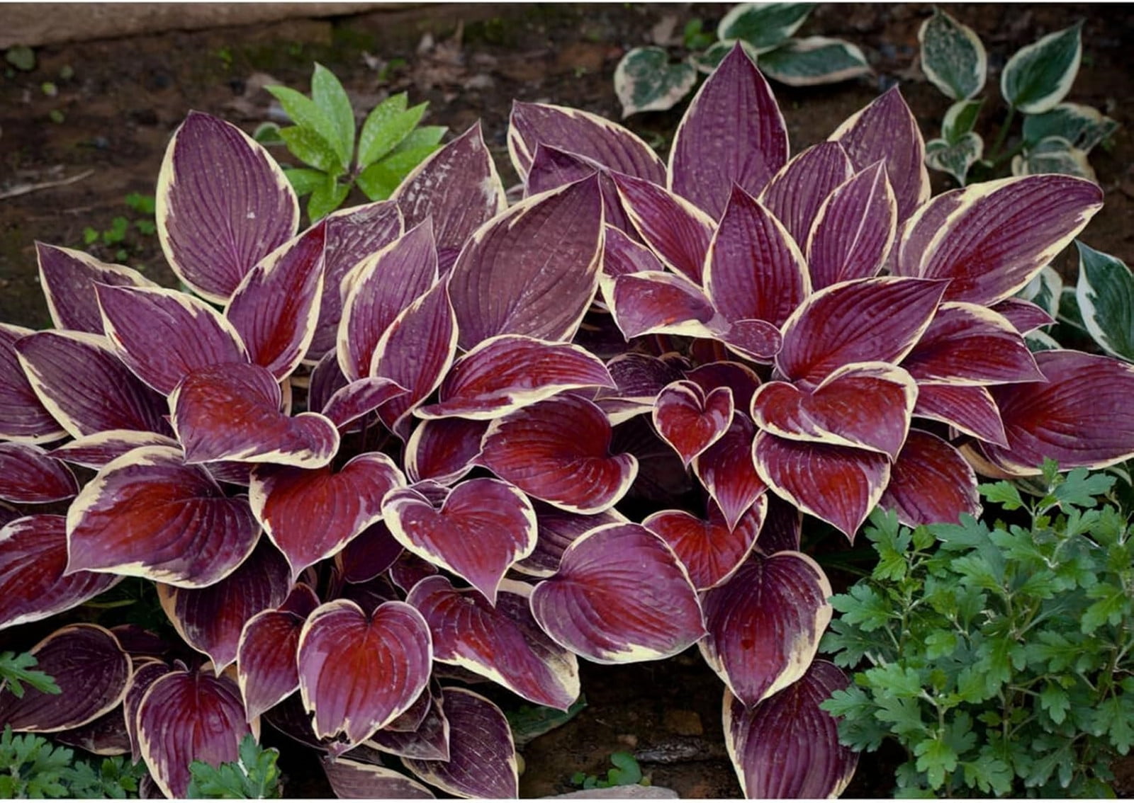 Garden Hostas Plants on sale Gift Pots to Grow(Hostas for Planting ...