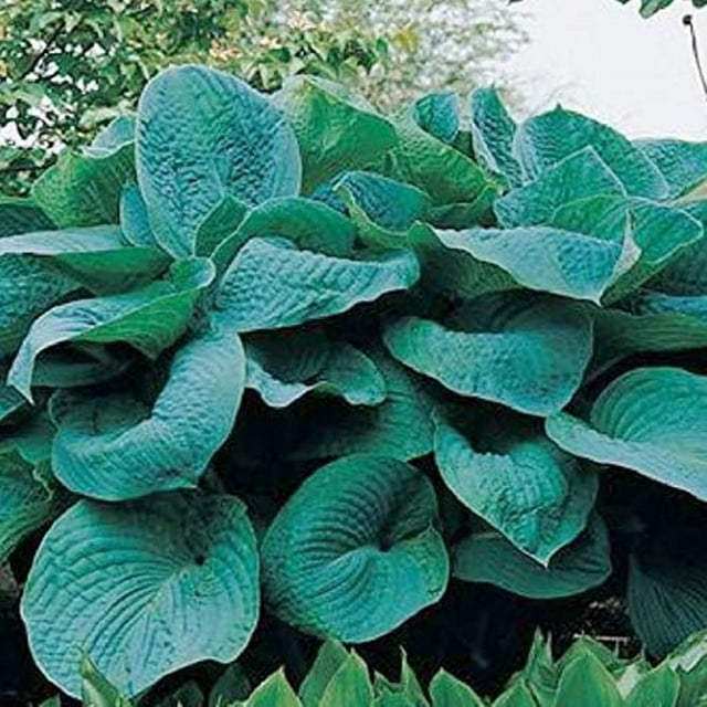 Garden Hostas Plants on sale Gift Pots to Grow(Hostas for Planting ...