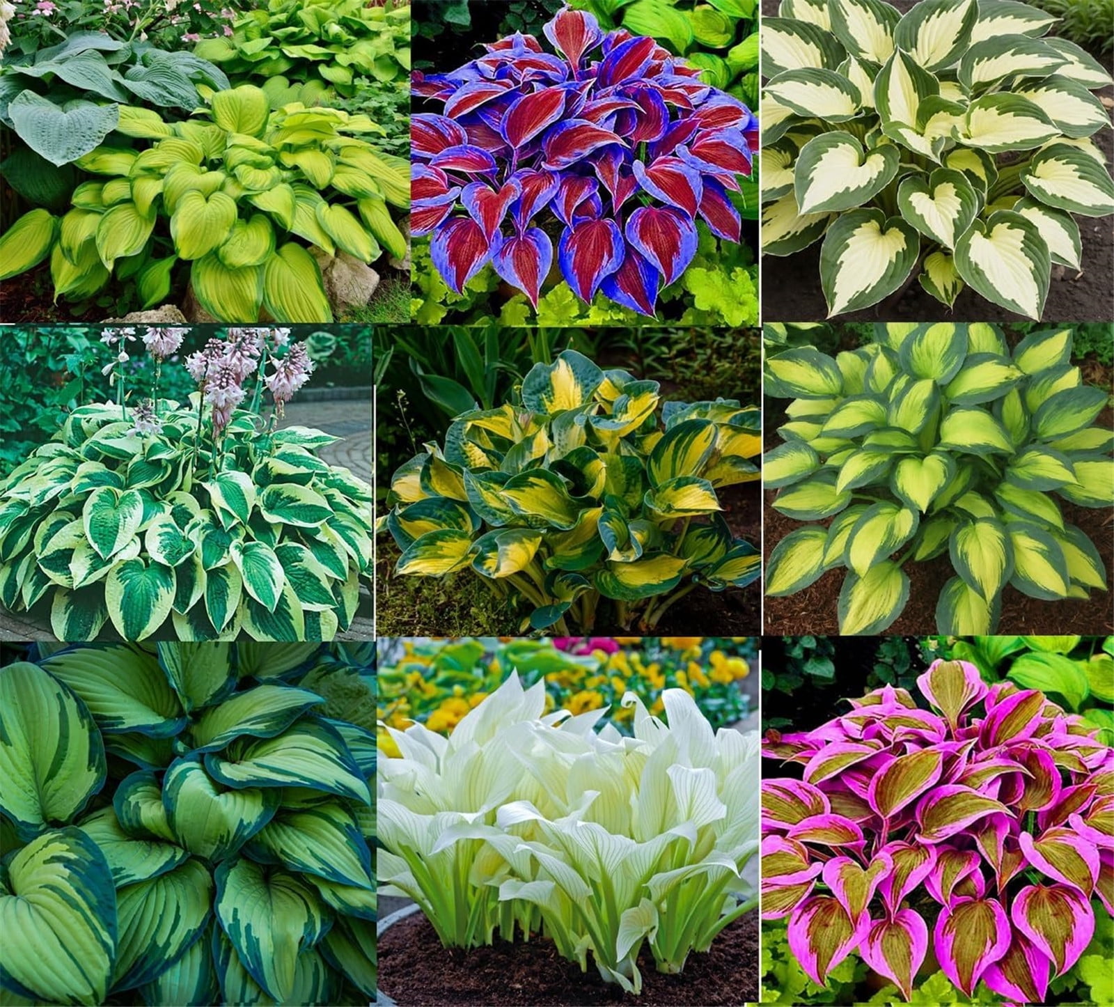 Garden Hostas Plants on sale Gift Pots to Grow(Hostas for Planting ...