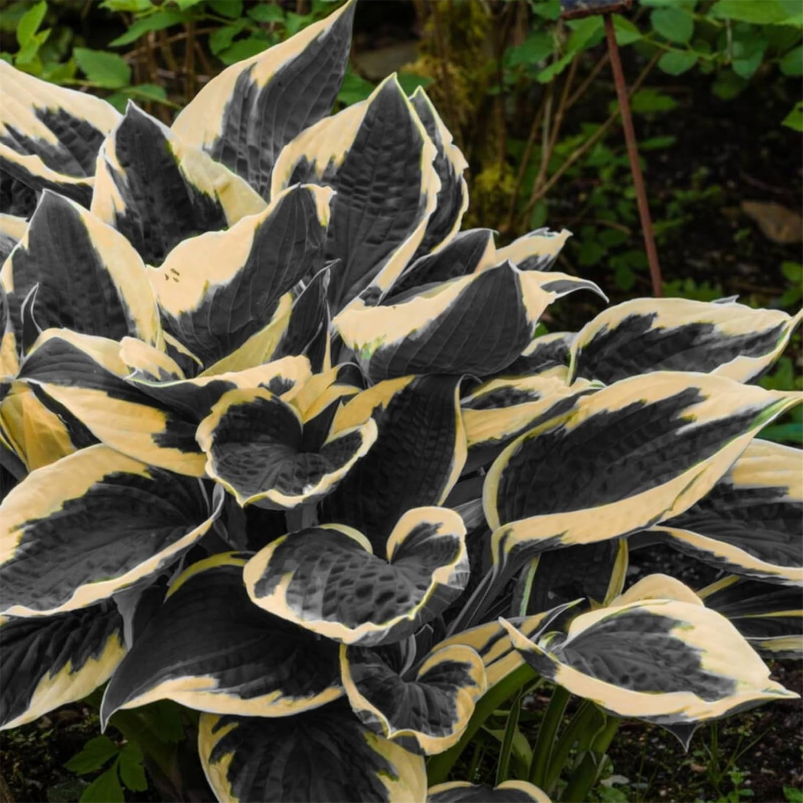 Garden Hostas Plants on sale Gift Pots to Grow(Hostas for Planting ...