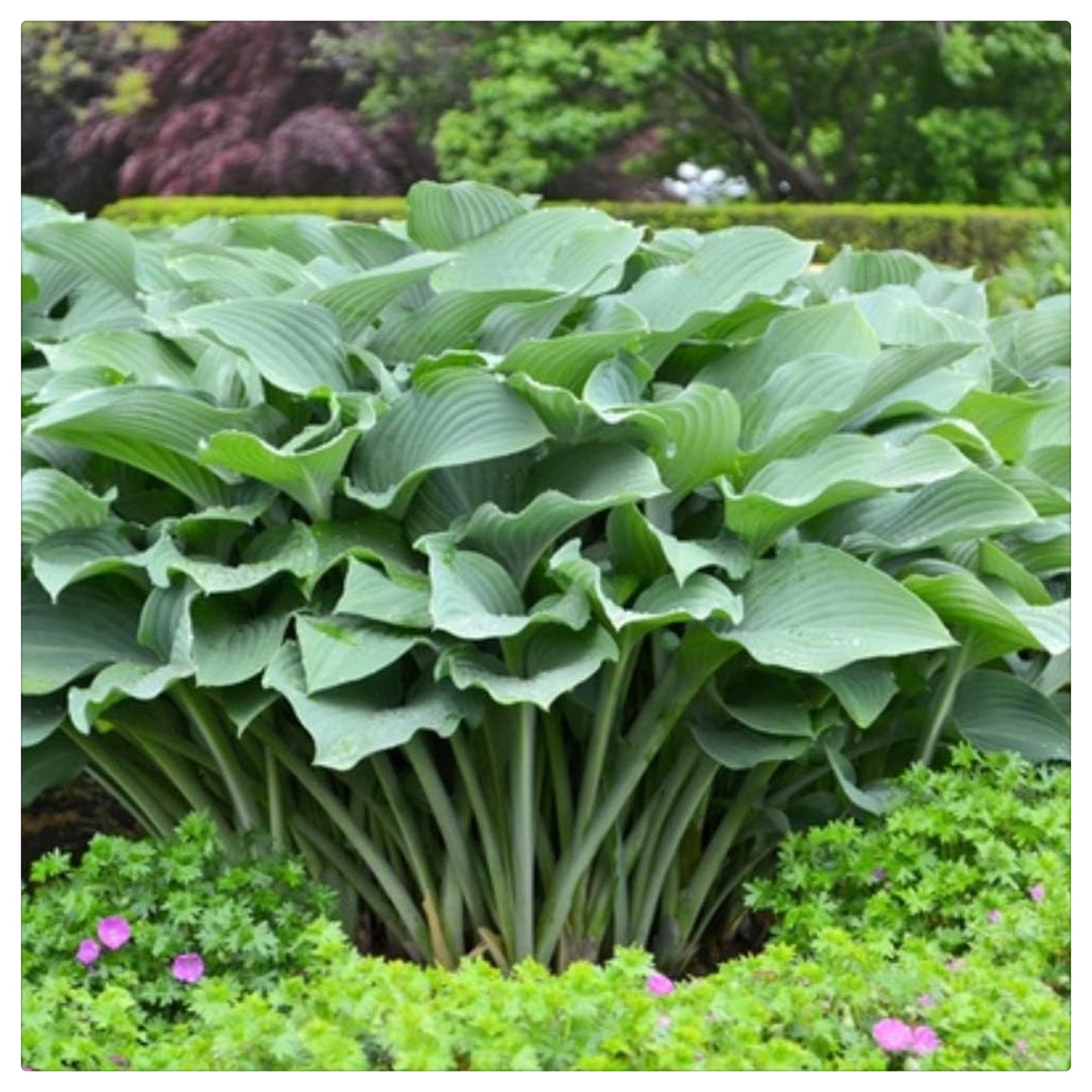 Garden Hostas Plants on sale (Hostas for Planting ) Fall or Spring ...
