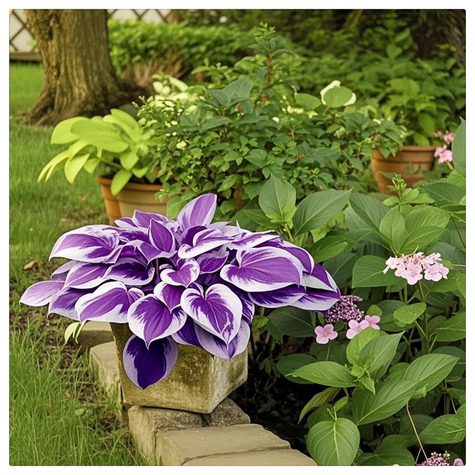 Garden Hostas Plants on sale (Hostas for Planting ) Fall or Spring ...