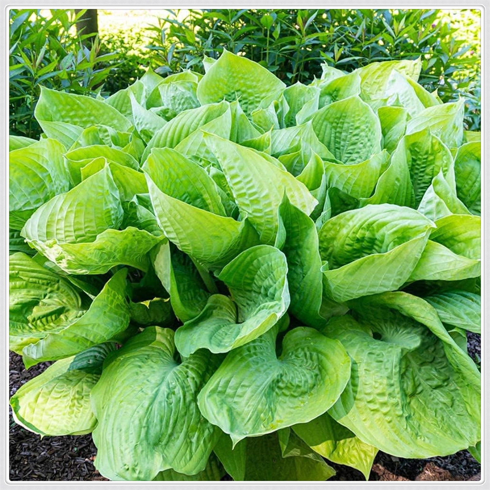 Garden Hostas Plants on sale (Hostas for Planting ) Fall or Spring ...
