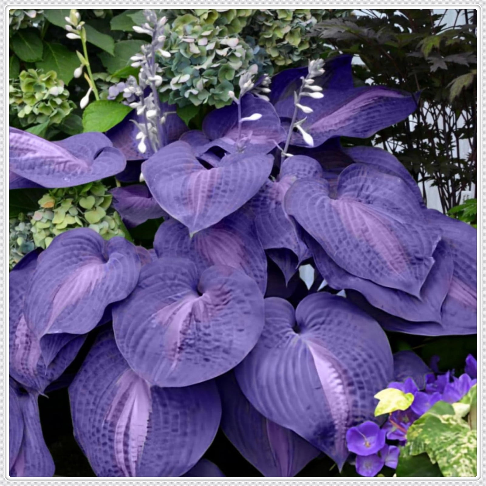 Garden Hostas Plants on sale (Hostas for Planting ) Fall or Spring ...