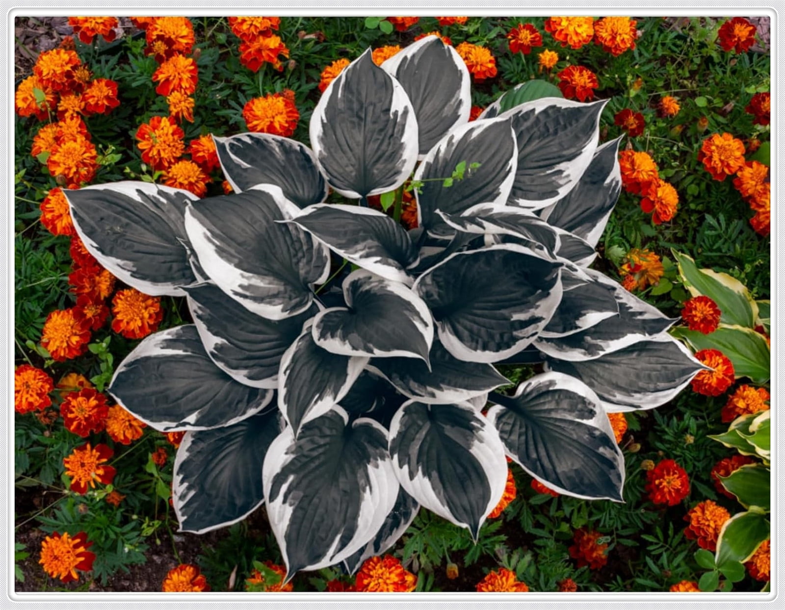 Garden Hostas Plants on sale (Hostas for Planting ) Fall or Spring ...