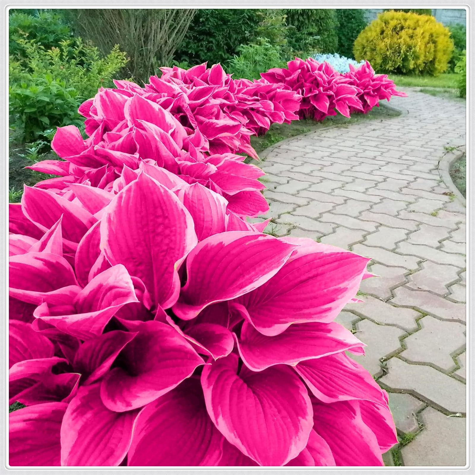 Garden Hostas Plants on sale (Hostas for Planting ) Fall or Spring ...