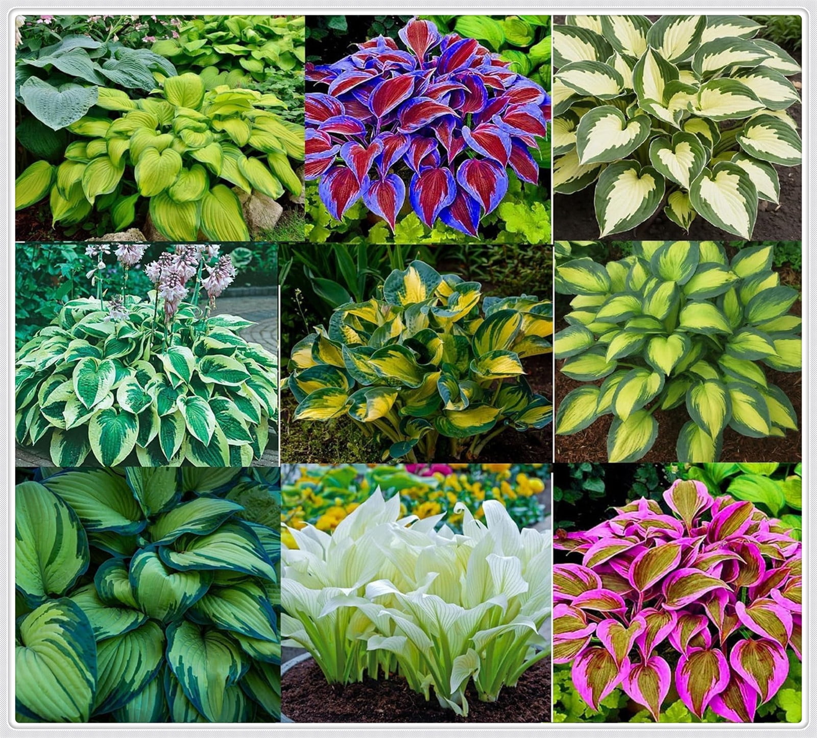 Garden Hostas Plants on sale (Hostas for Planting ) Fall or Spring ...