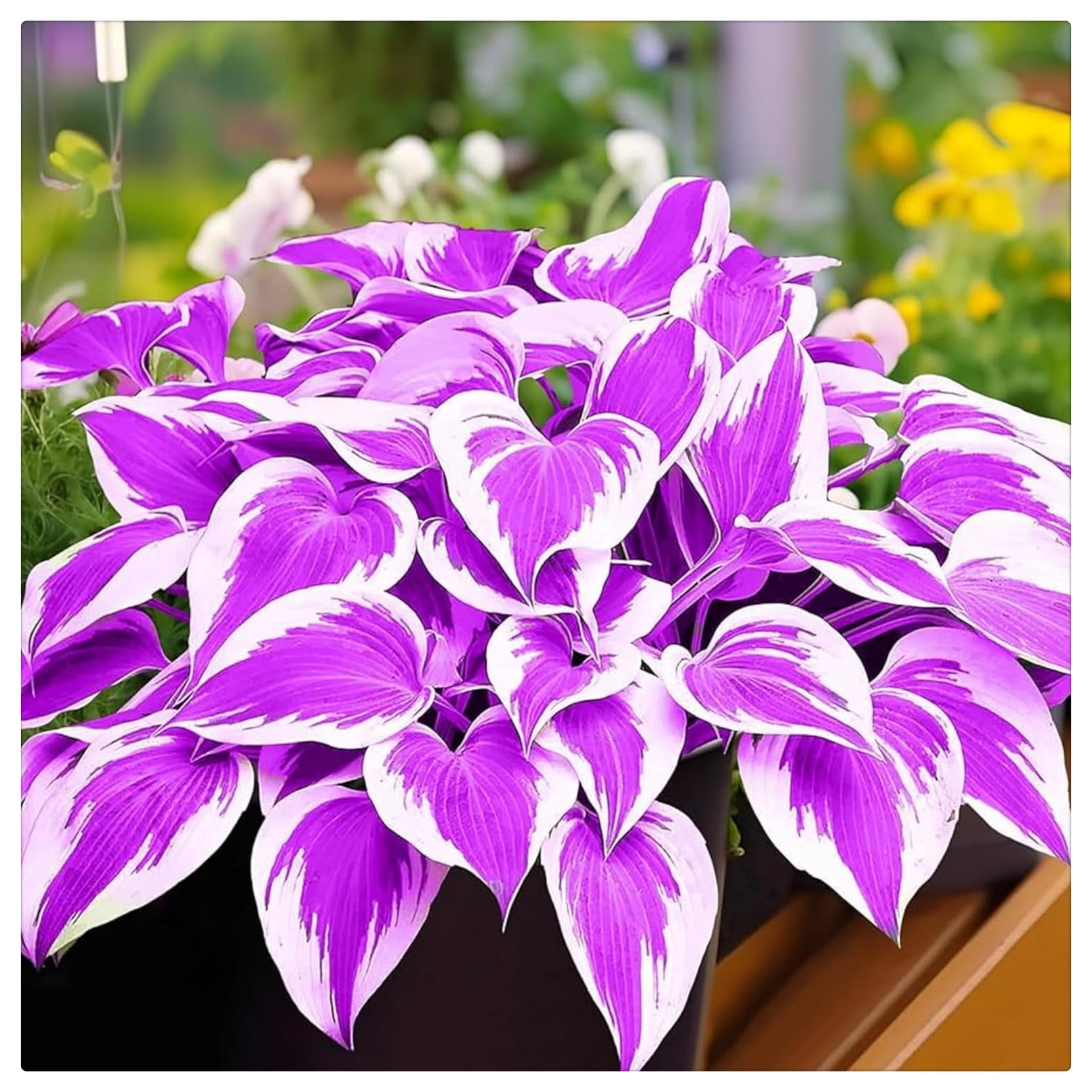 Garden Hostas Plants on sale (Hostas for Planting ) Fall or Spring ...