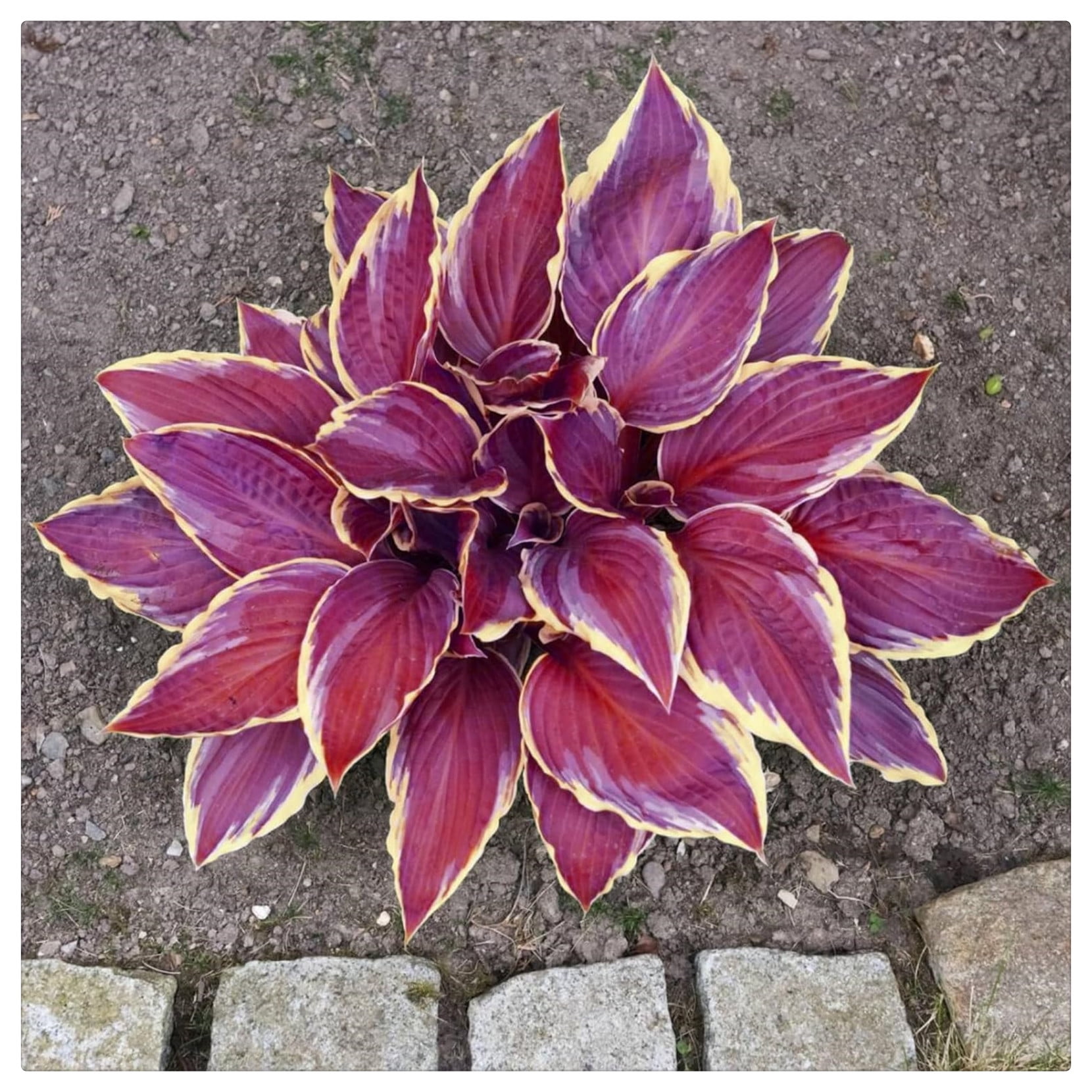 Garden Hostas Plants on sale (Hostas for Planting ) Fall or Spring ...