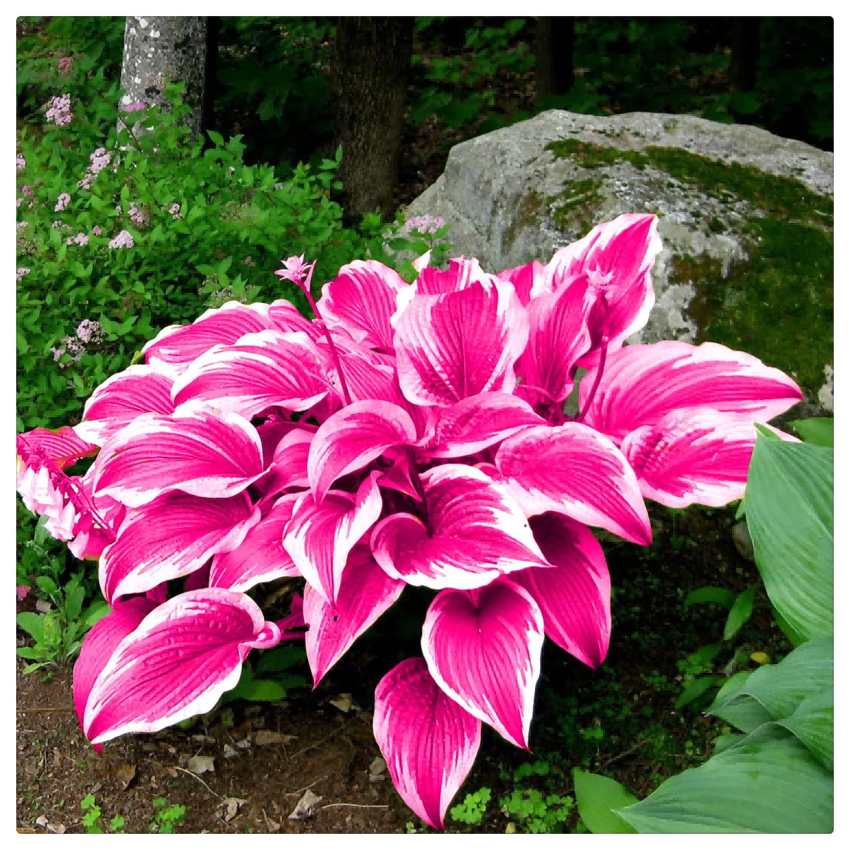 Garden Hostas Plants on sale (Hostas for Planting ) Fall or Spring ...