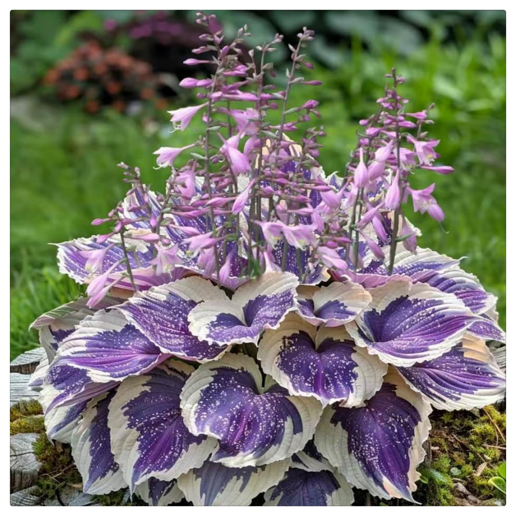 Garden Hostas Plants on sale (Hostas for Planting ) Fall or Spring ...