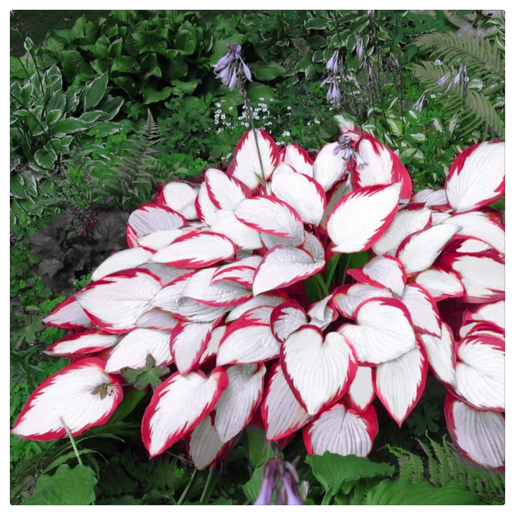 Garden Hostas Plants on sale (Hostas for Planting ) Fall or Spring ...