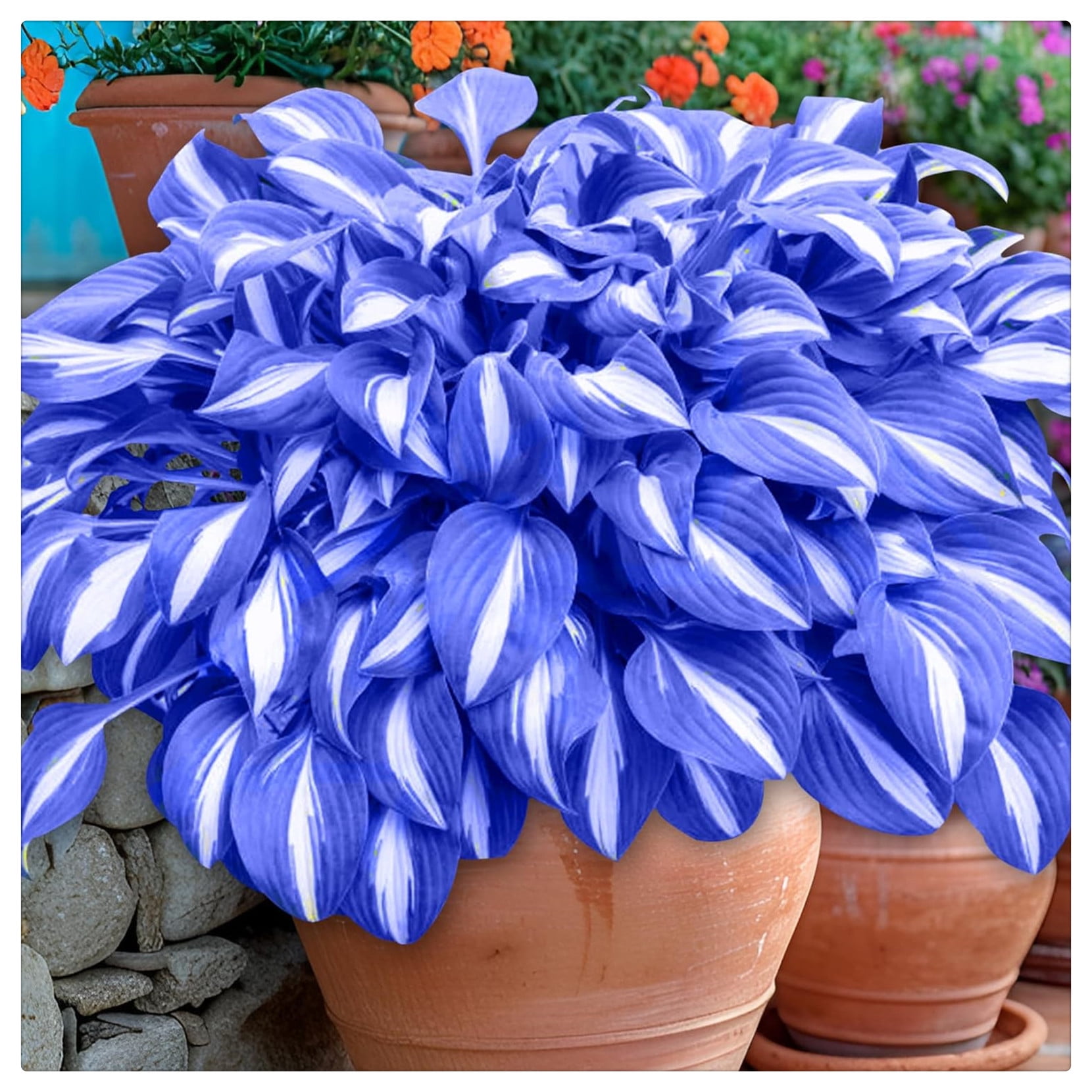 Garden (Hostas for Planting ) Fall or Spring Indoor or Outdoor Simple ...