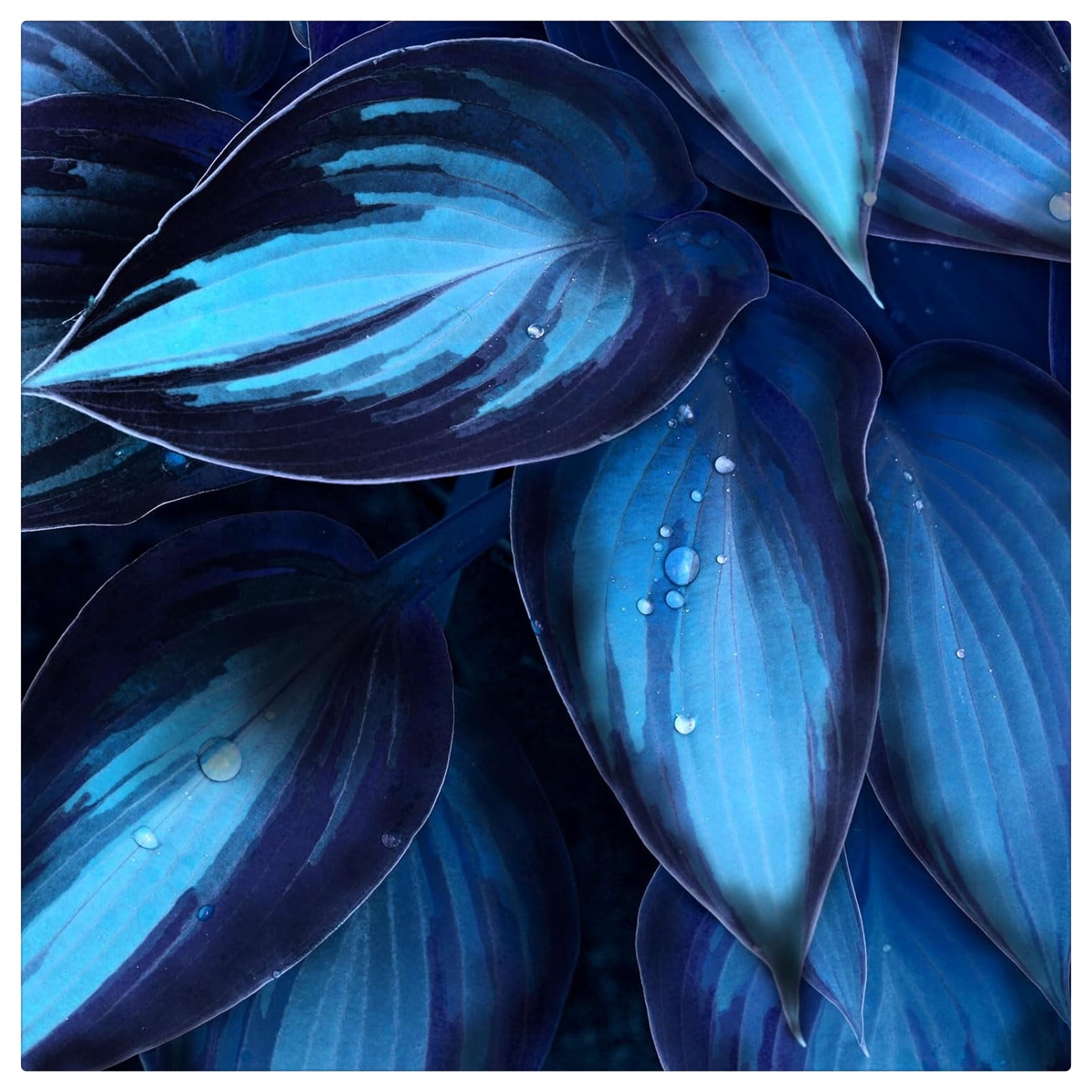 Garden (Hostas for Planting ) Fall or Spring Indoor or Outdoor Simple ...