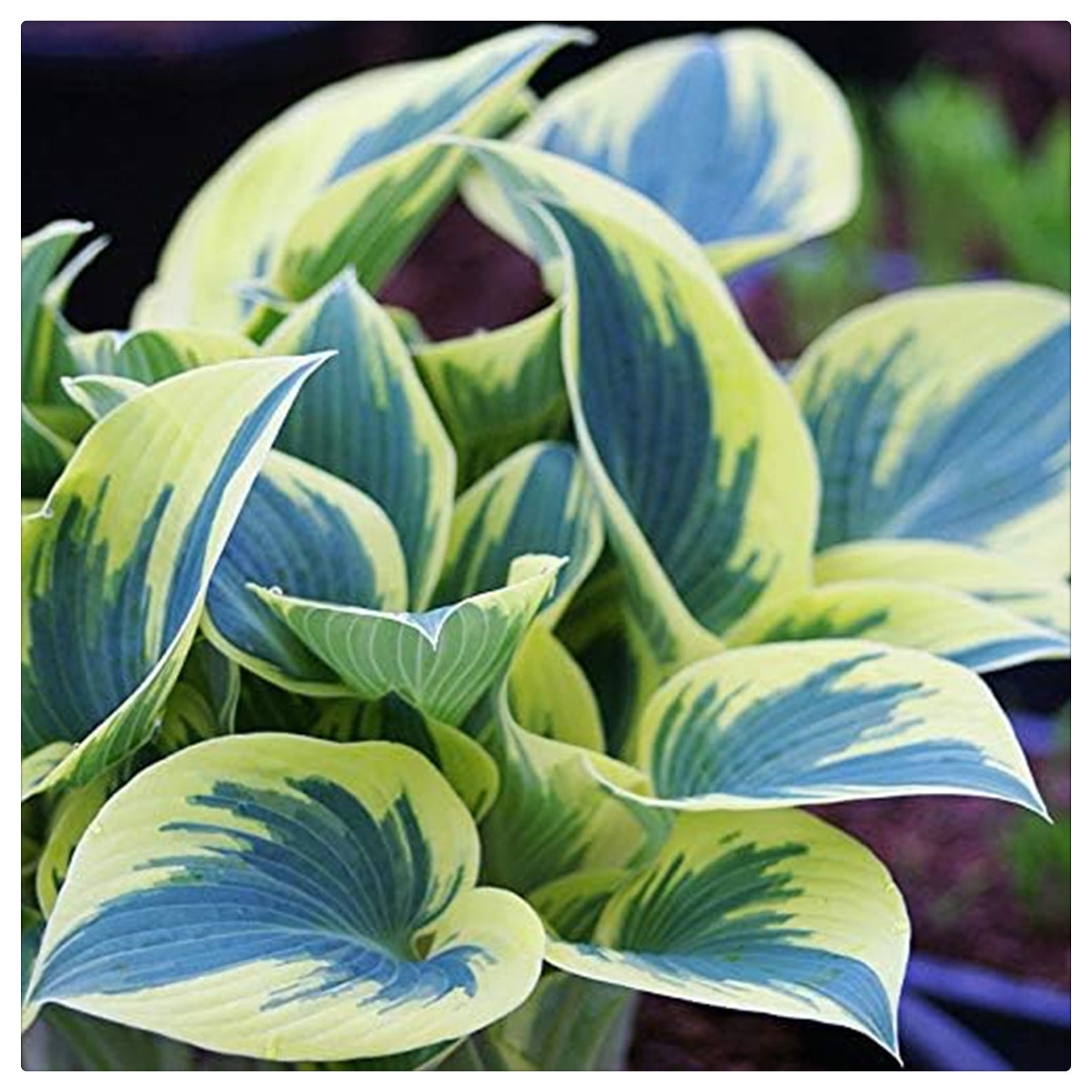 Garden (Hostas for Planting ) Fall or Spring Surprise to Grow Simple to ...