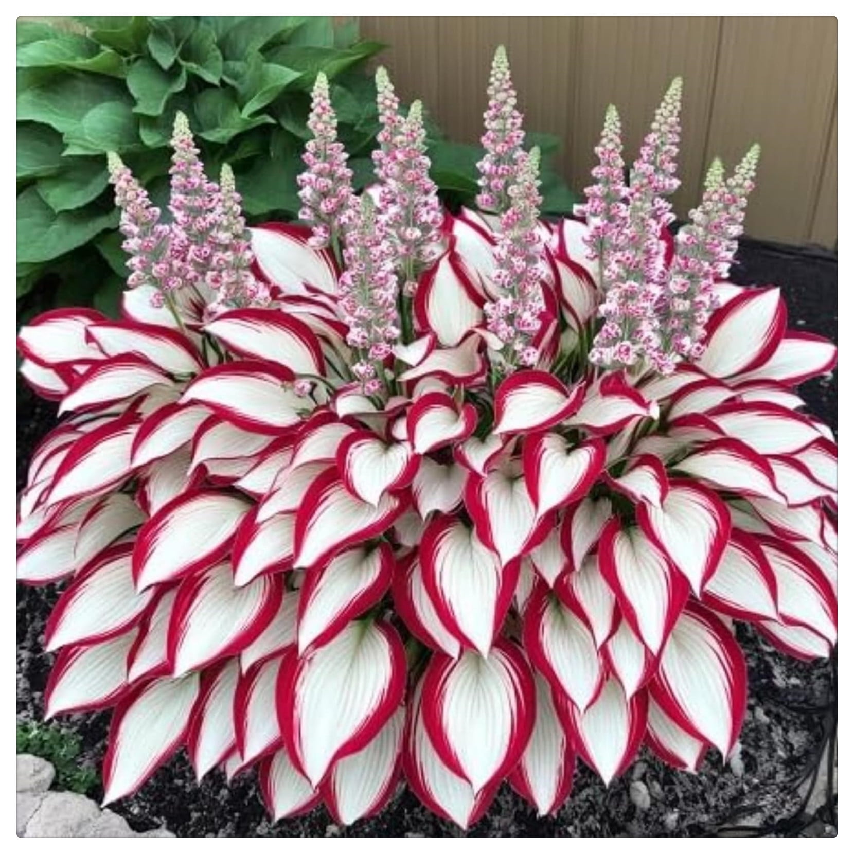 Garden (Hostas for Planting ) Fall or Spring Surprise to Grow Simple to ...