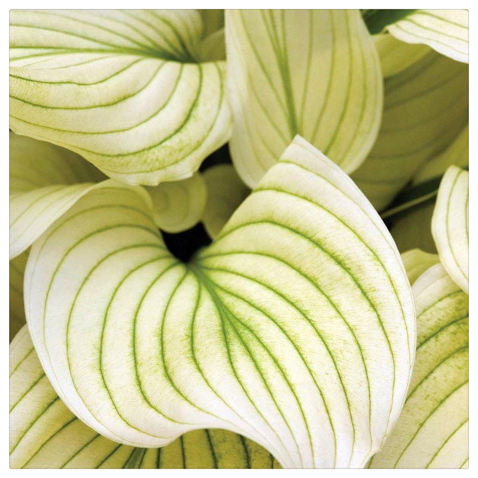 Garden (Hostas for Planting ) Fall or Spring Surprise to Grow Simple to ...