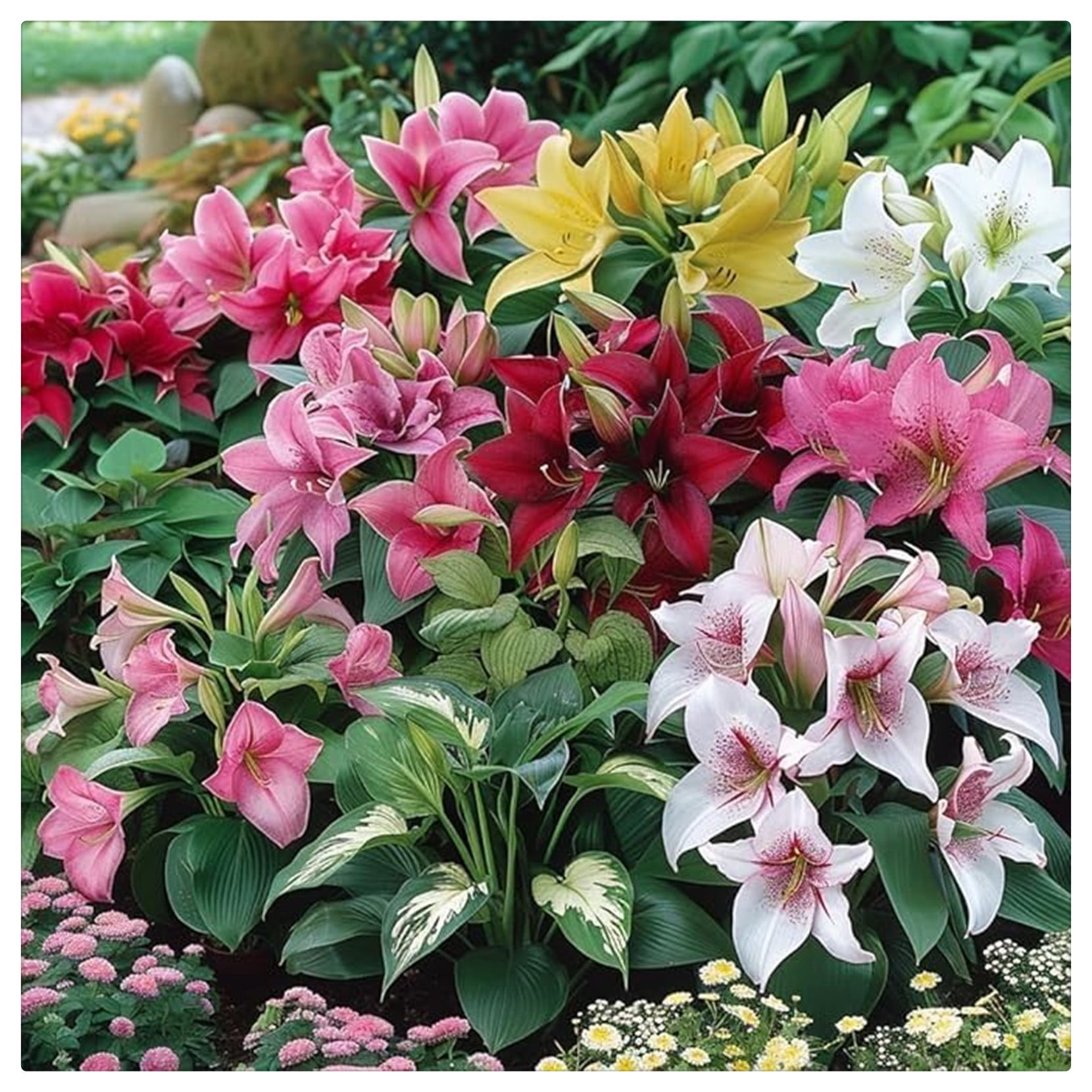 Garden (Hostas for Planting ) Fall or Spring Surprise to Grow Simple to ...