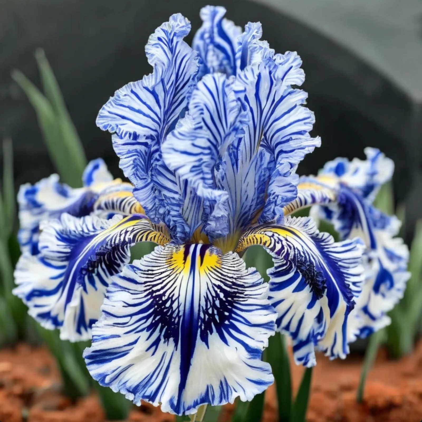 Garden (IRIS for Planting) for Sale Fall ，Iris Bulbs，Long Lasting ...