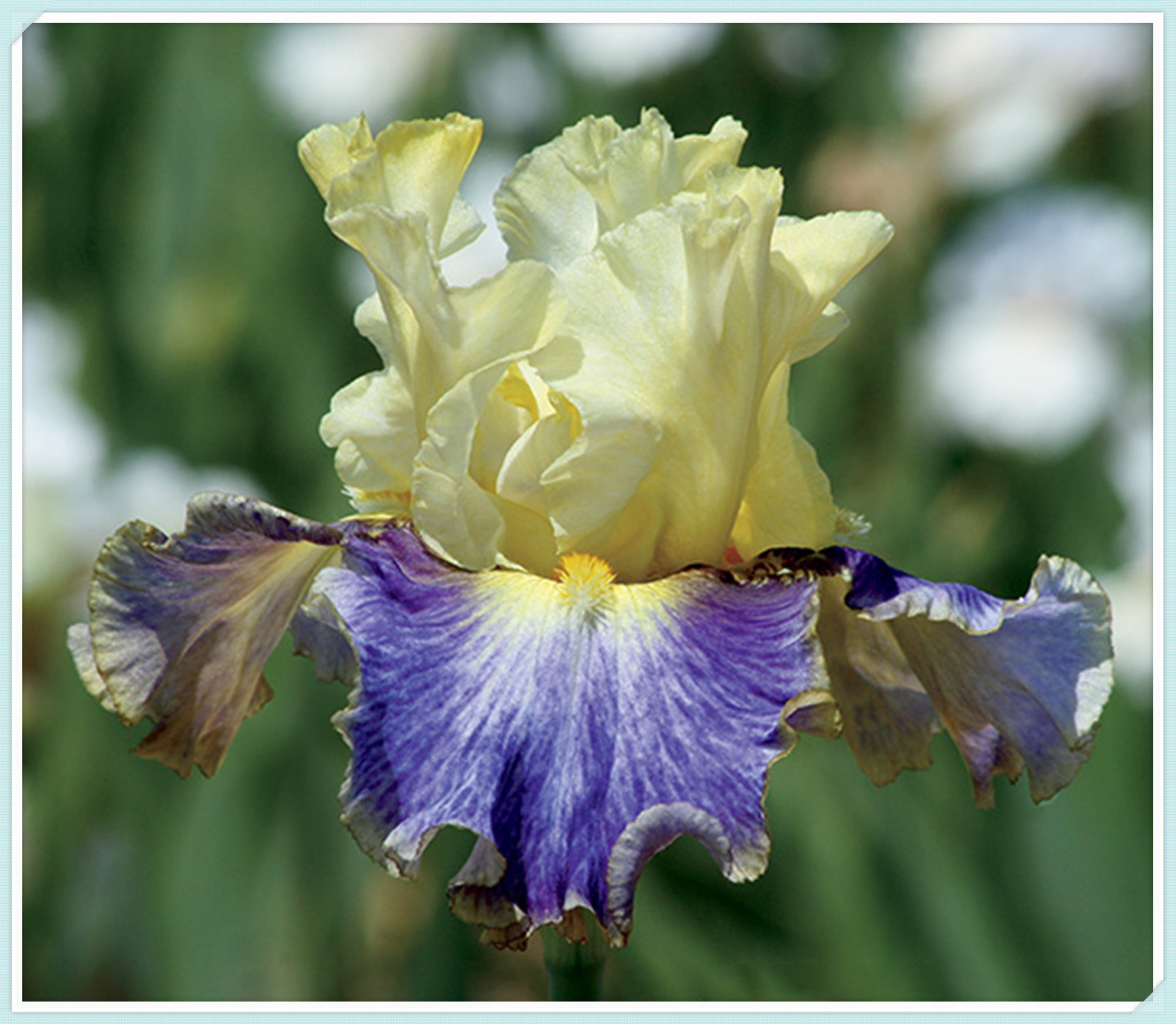 Garden Iris bulbs for Sale Beautify Germinate Iris Bulbs for Planting ...