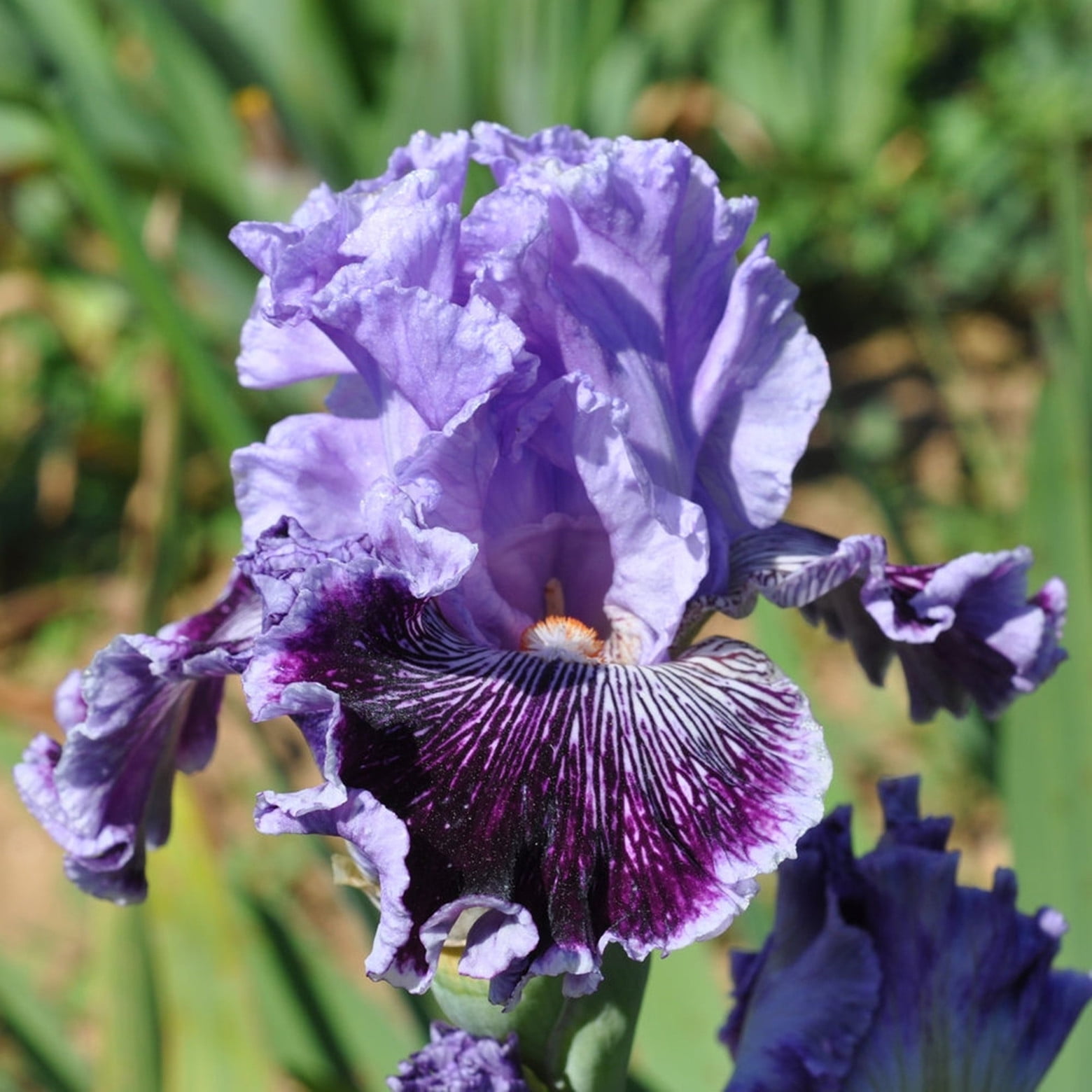 Garden Iris bulbs for Sale Beautify Germinate Iris Bulbs for Planting ...