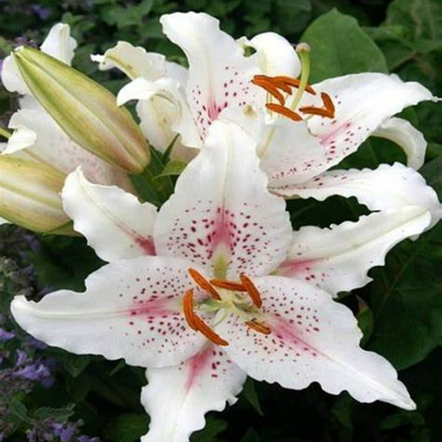 Garden (Lilies) Rich Colors, Professional, Perennial lily, - Walmart.com
